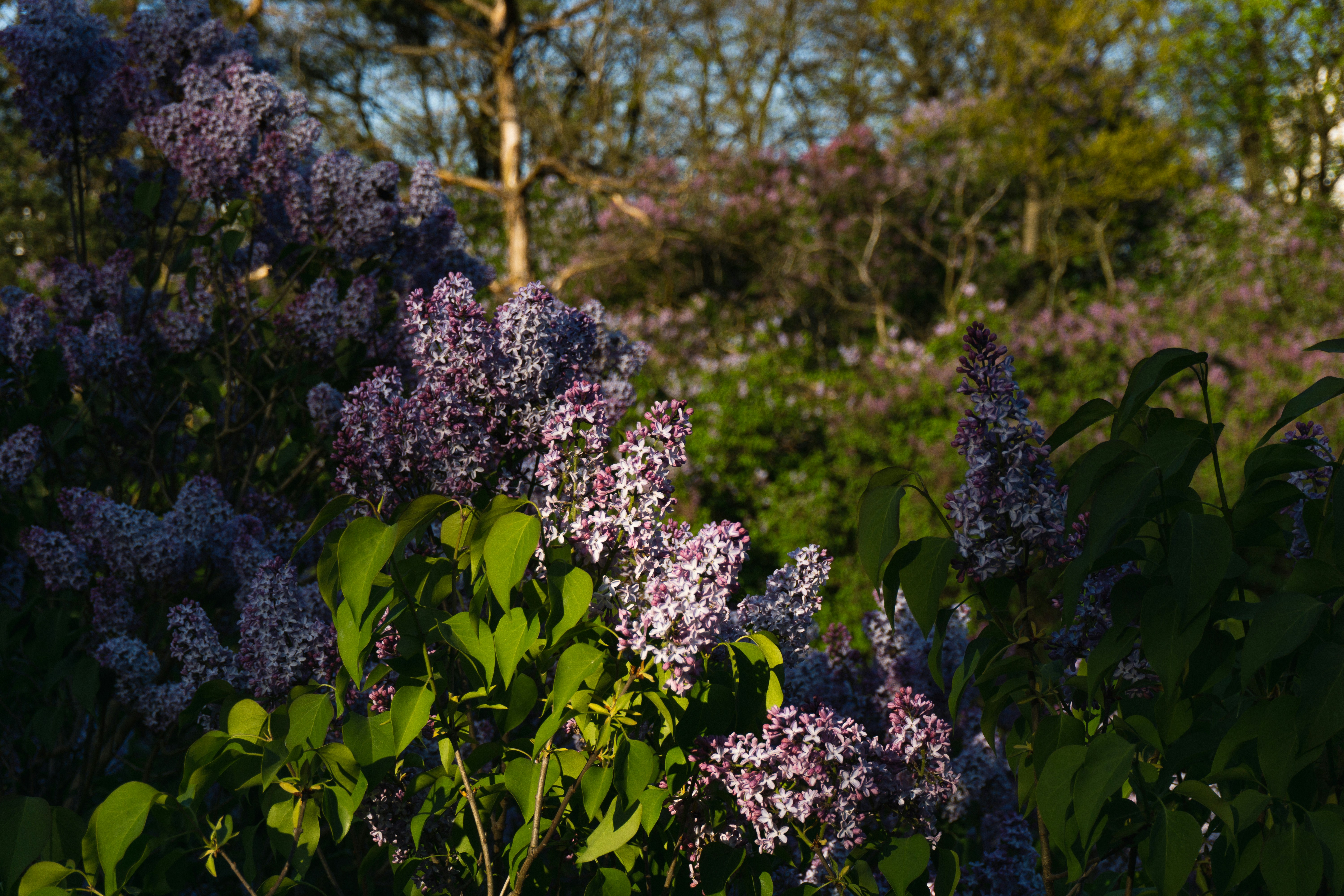 A bush of purple lilacs in a garden photo – Free Lilac Image on Unsplash