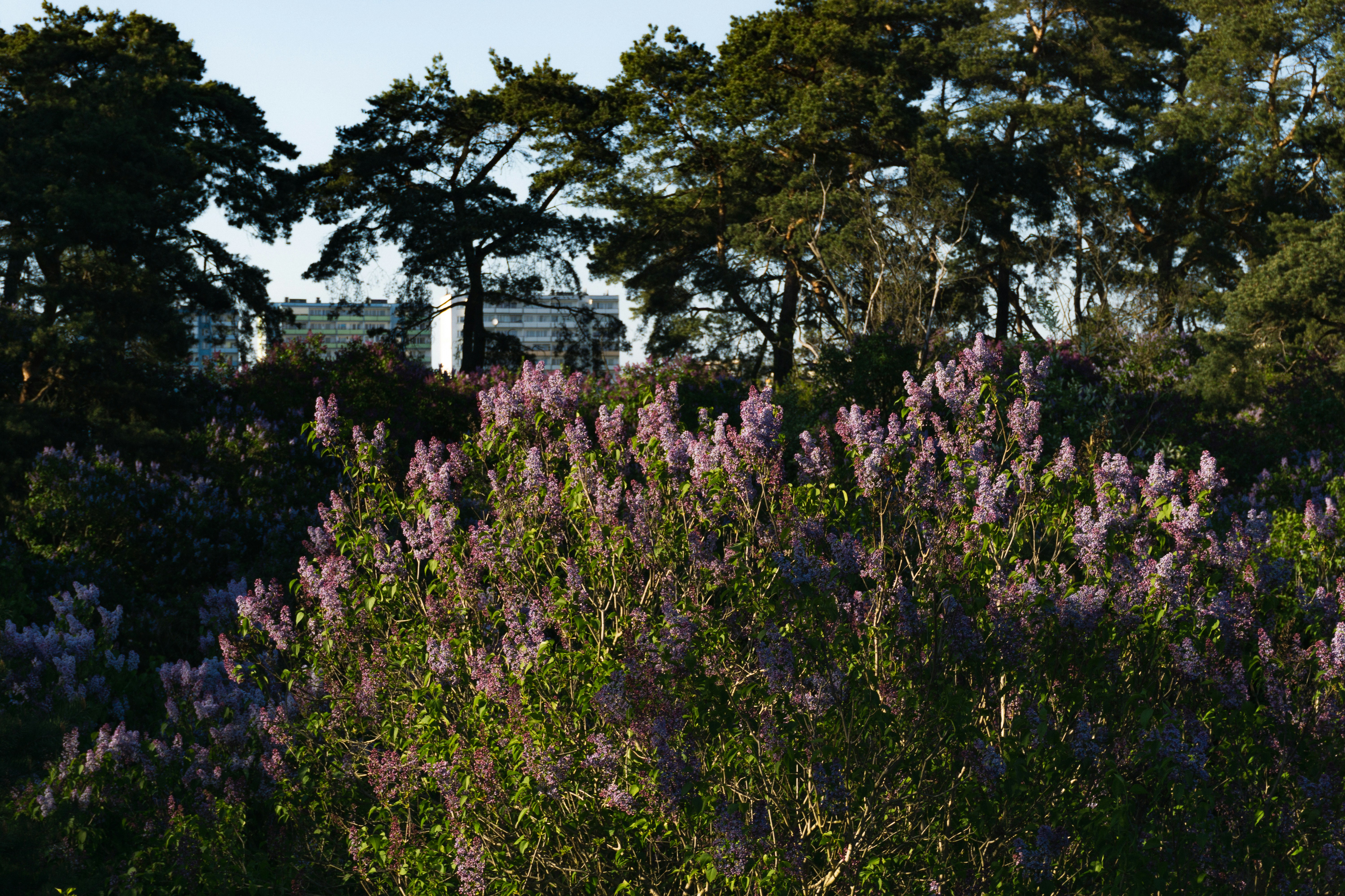 Sunlit Lilac Canopy Framed by Pines and Distant Buildings