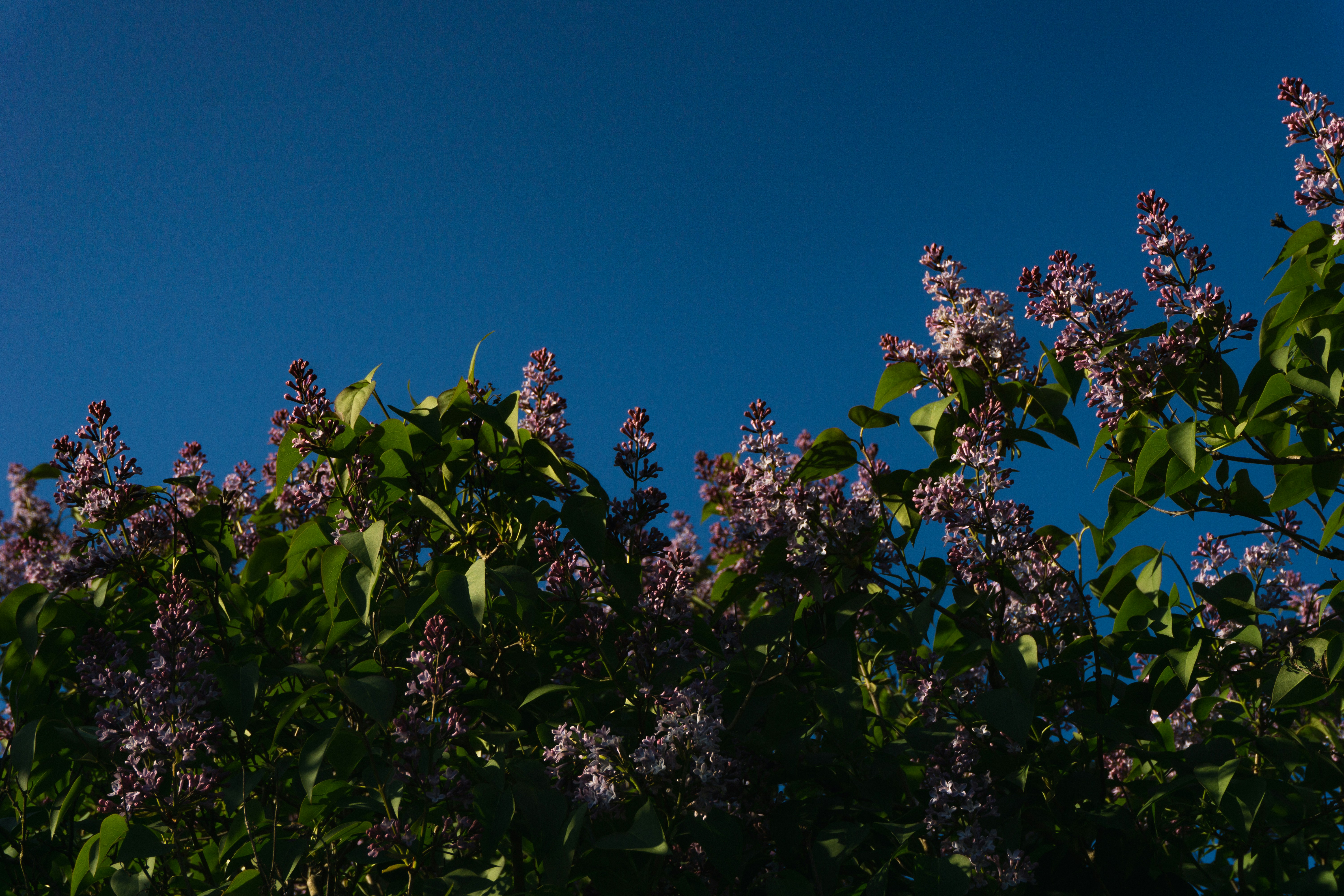 Lilac Fringes Against a Deep Blue Sky