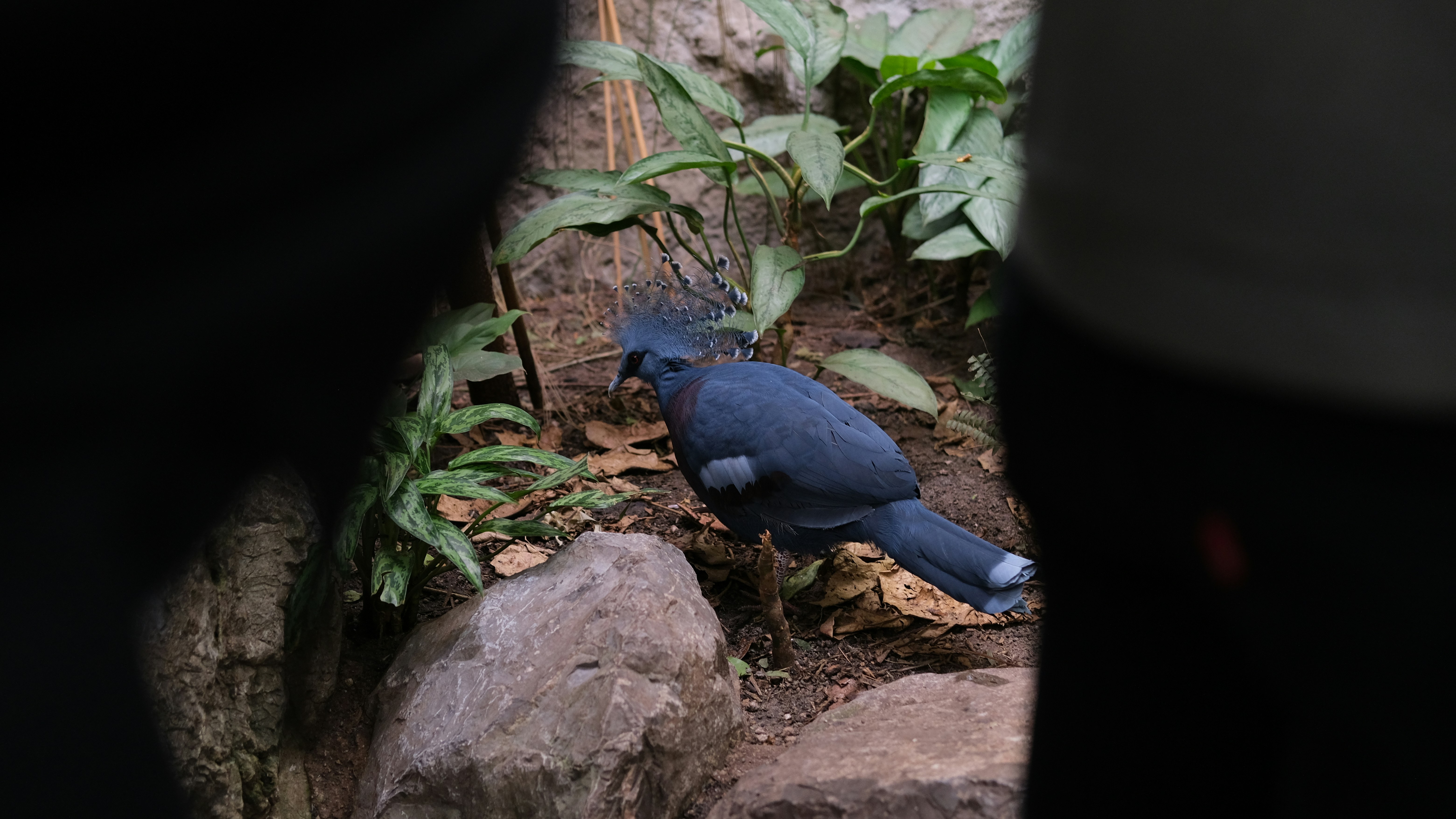 Blue Bird Among Rocks: A Quiet Moment in Dappled Shade