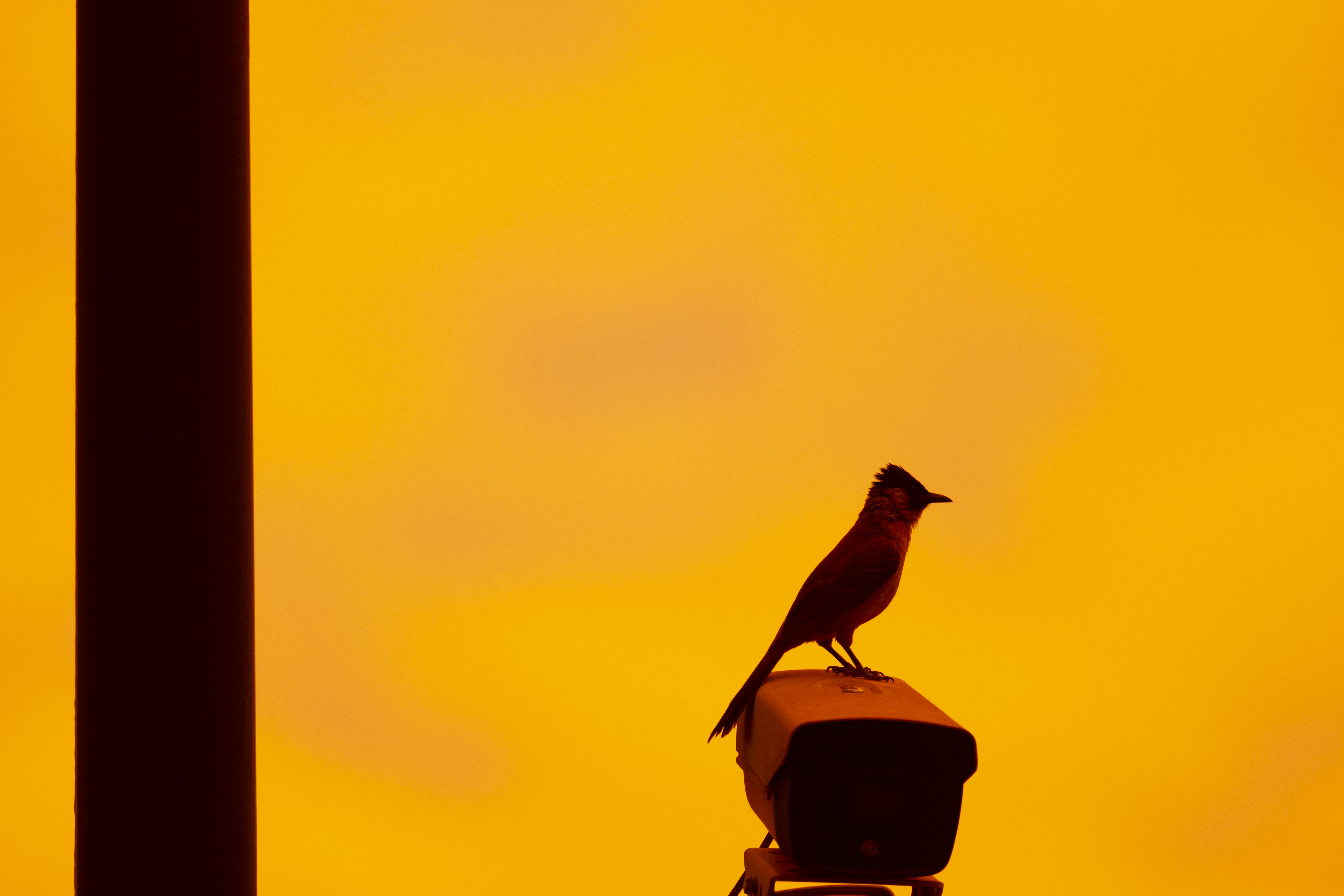 Ember Sky Sentinel: A lone bird perched on a lamp against a molten dusk