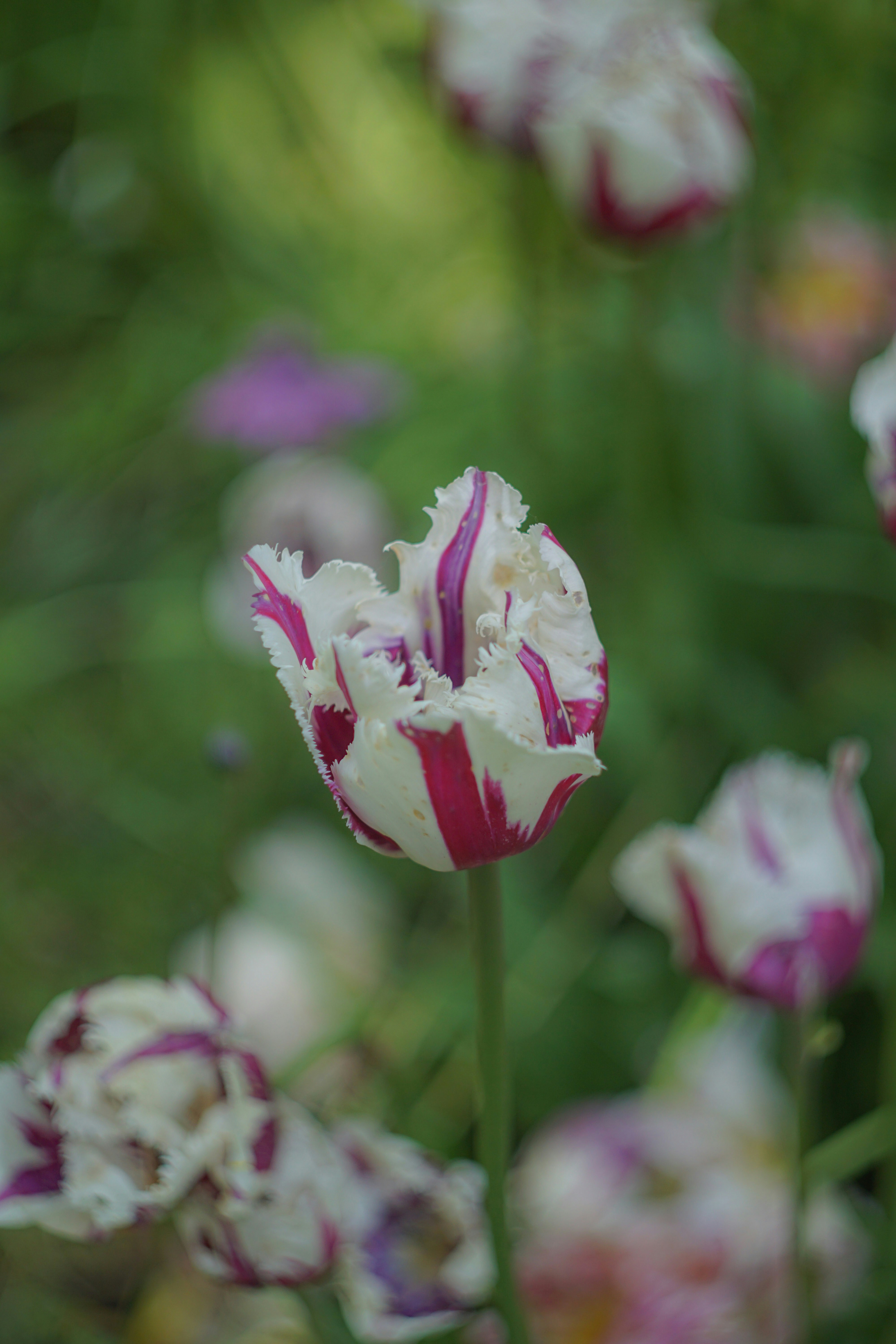 Frilled Tulip in a Velvet-green Garden