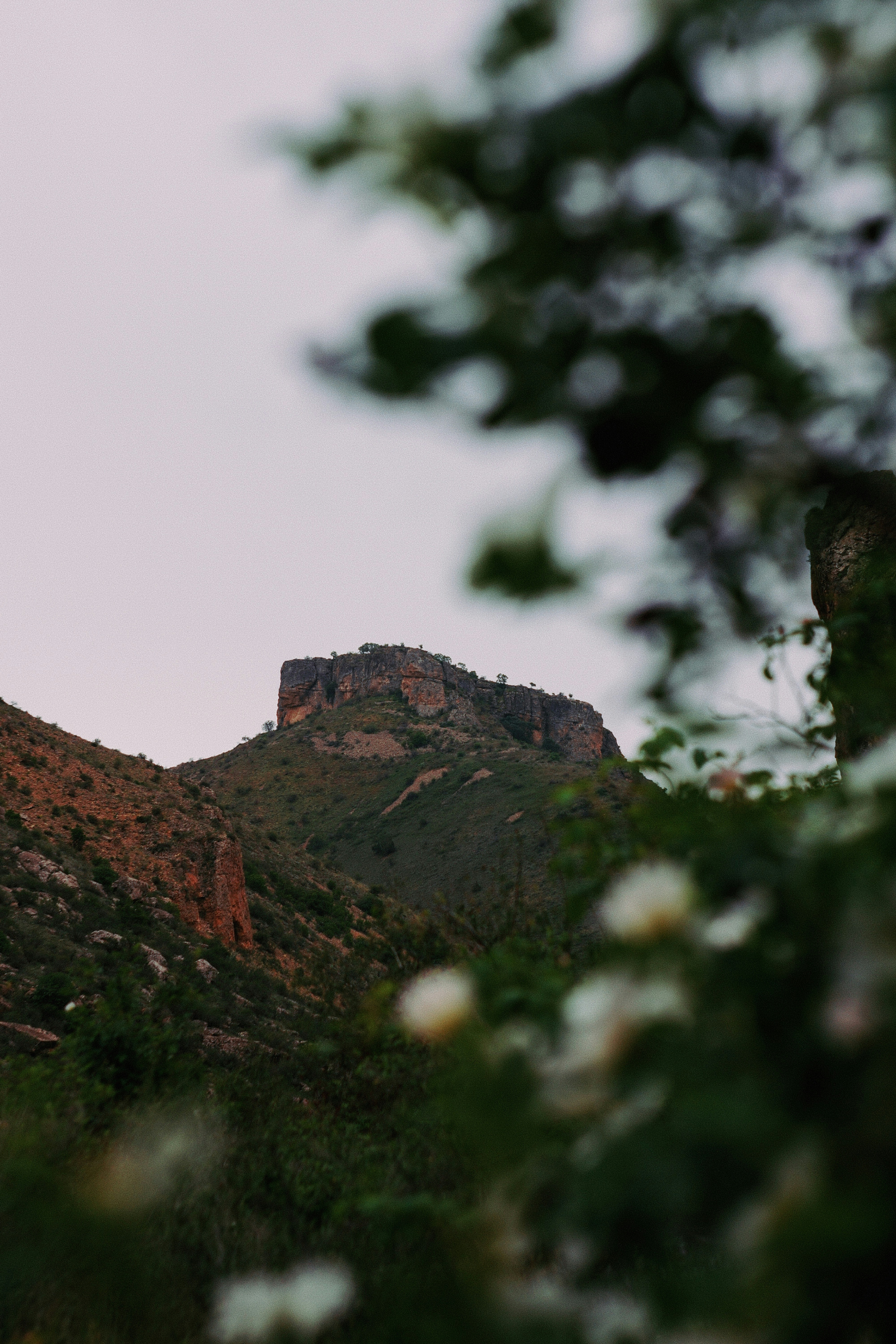 Echo Mesa Through a Frame of Blooming Blossoms