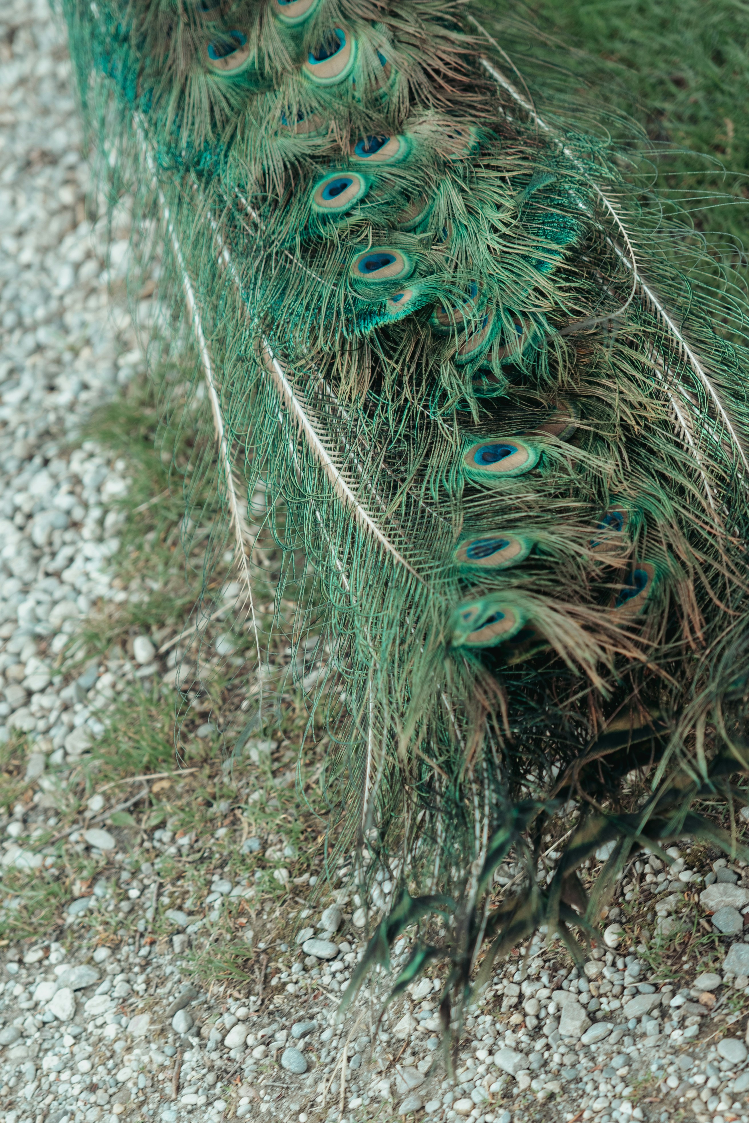 Vibrant peacock feathers arranged on a textured surface, showcasing intricate patterns and colors. The natural setting enhances the beauty of the display.