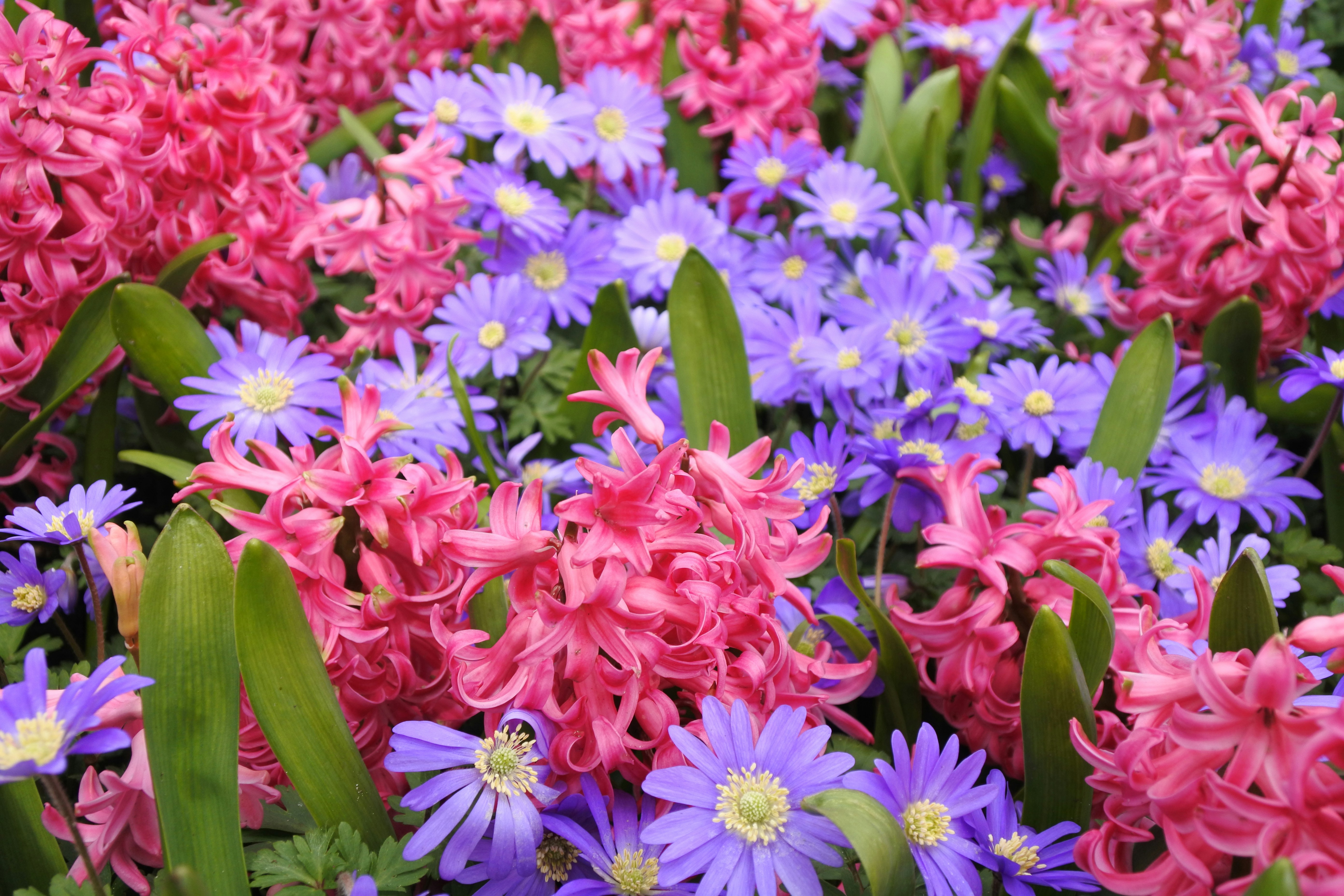 A Meadow in Bloom: Pink Hyacinths and Violet Stars