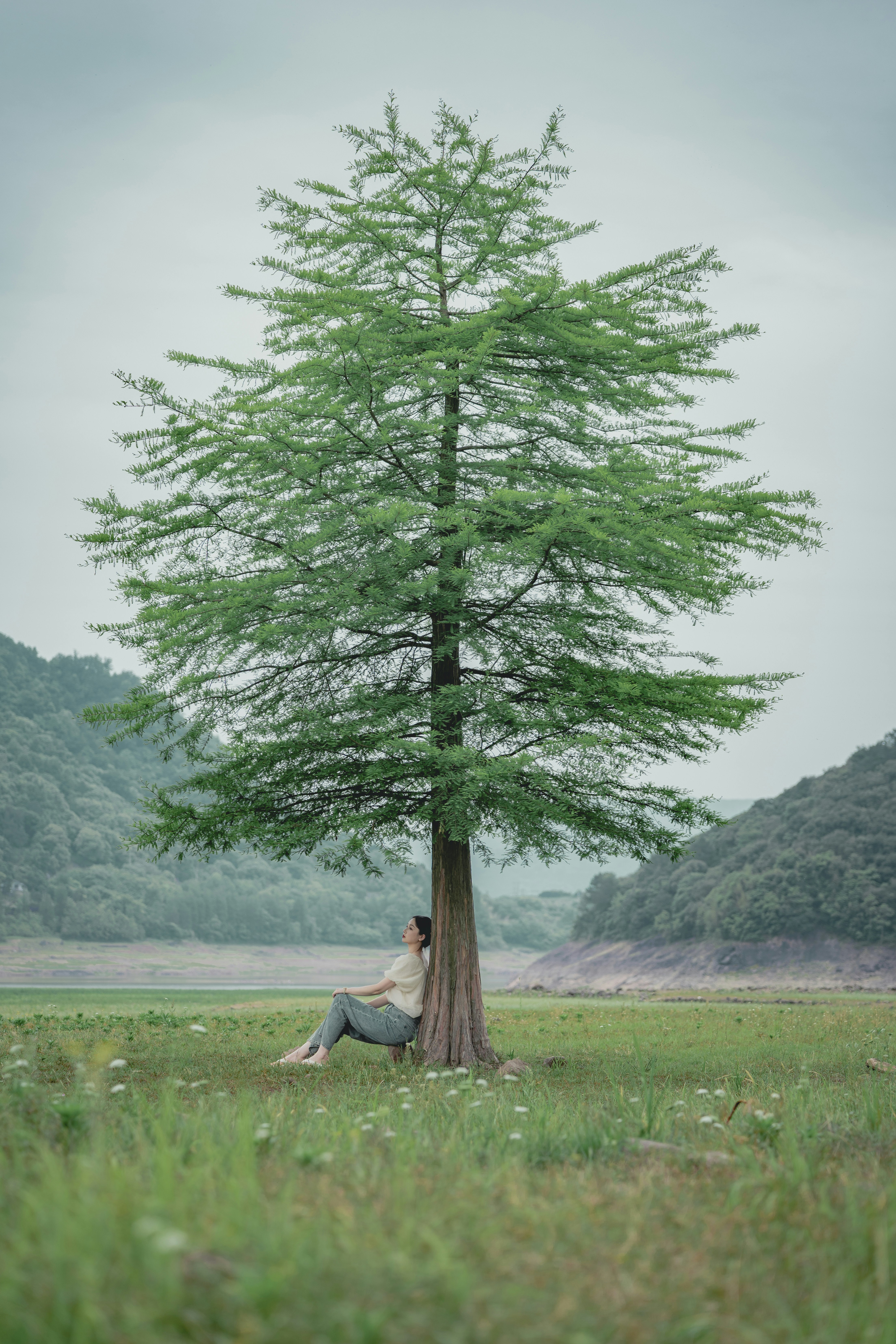 A person sitting under a tree in a field photo – Free Tree Image on ...