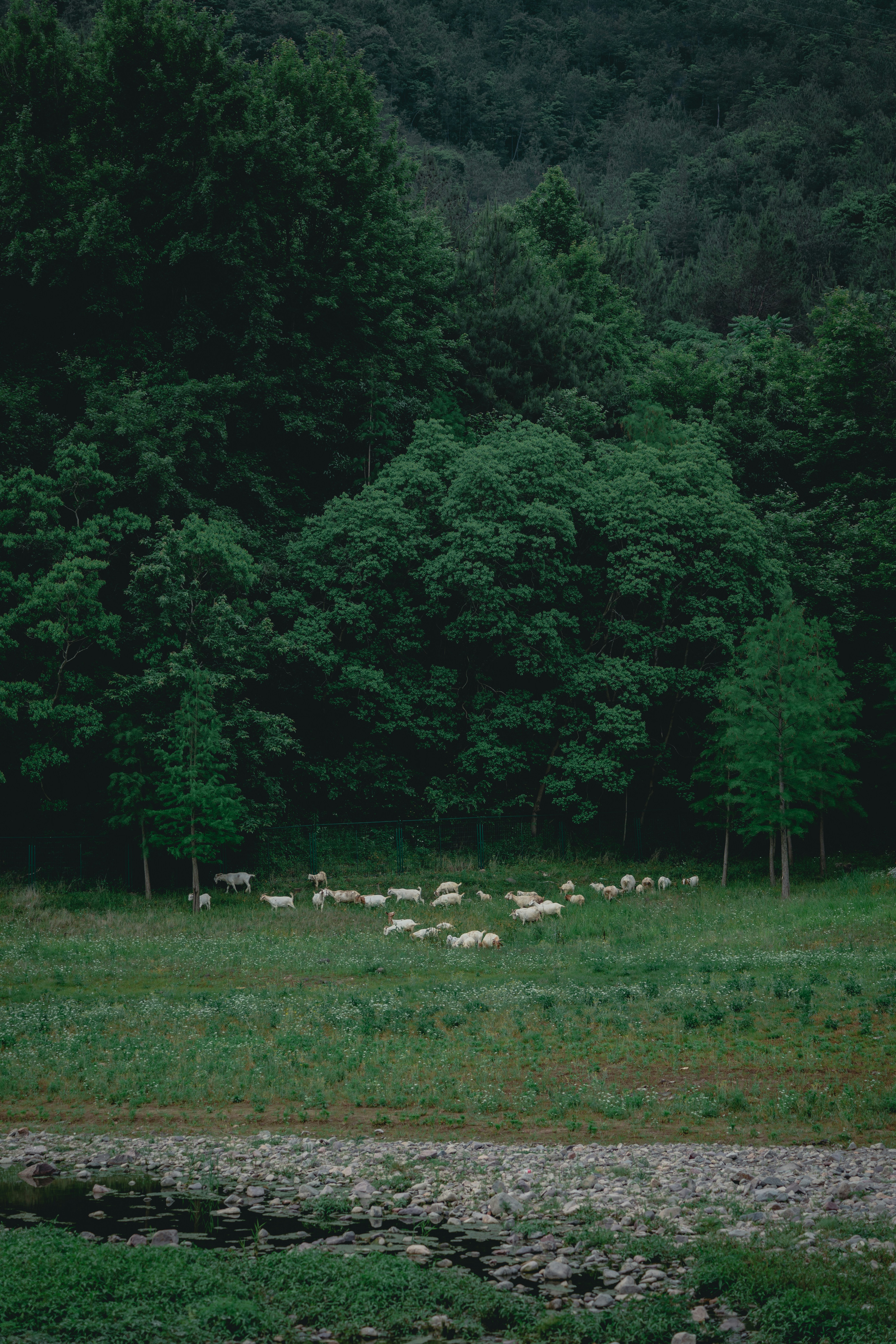 Herd at the Forest's Edge Under a Verdant Canopy