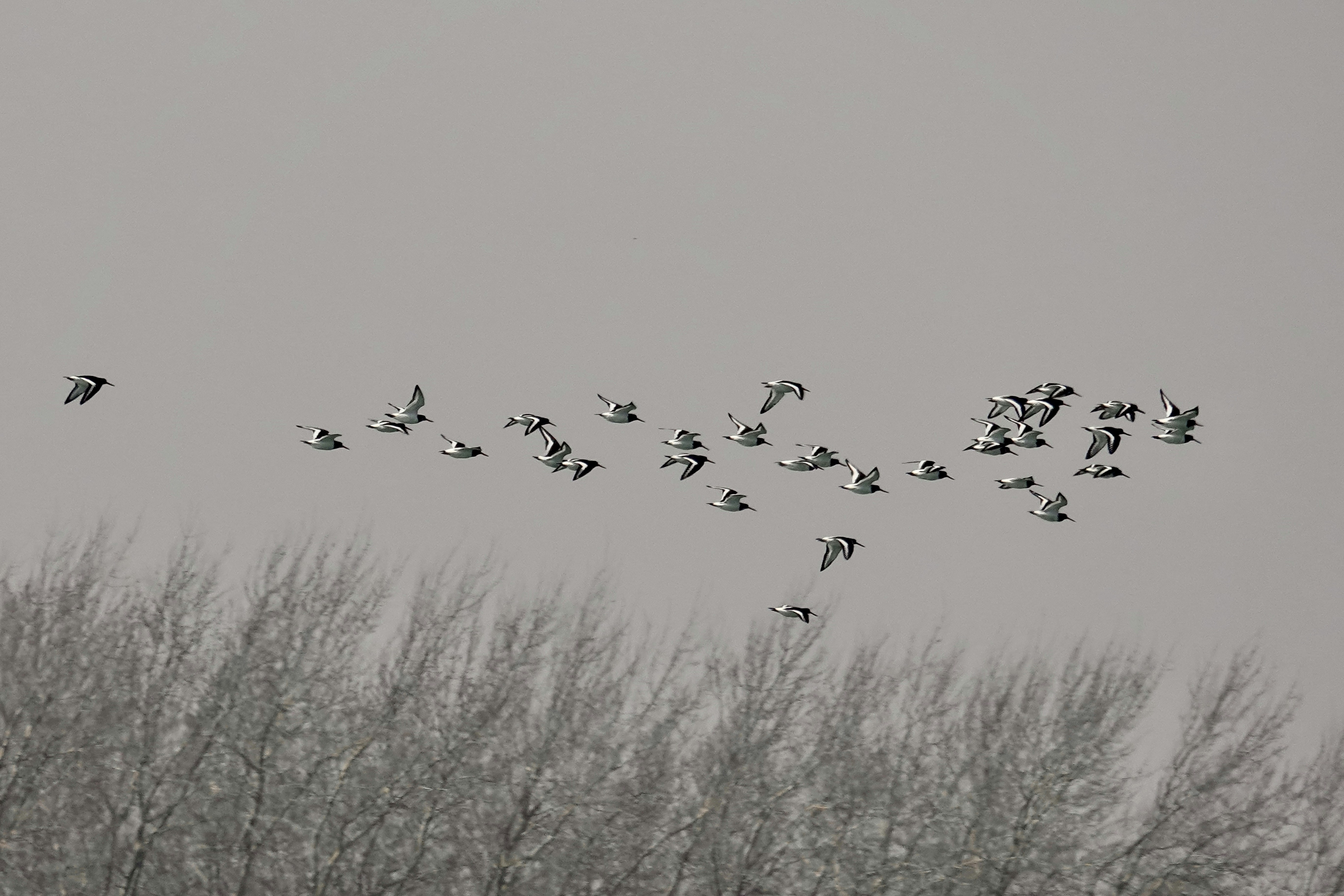 Monochrome Migration: Flock Traces a Quiet Winter Horizon