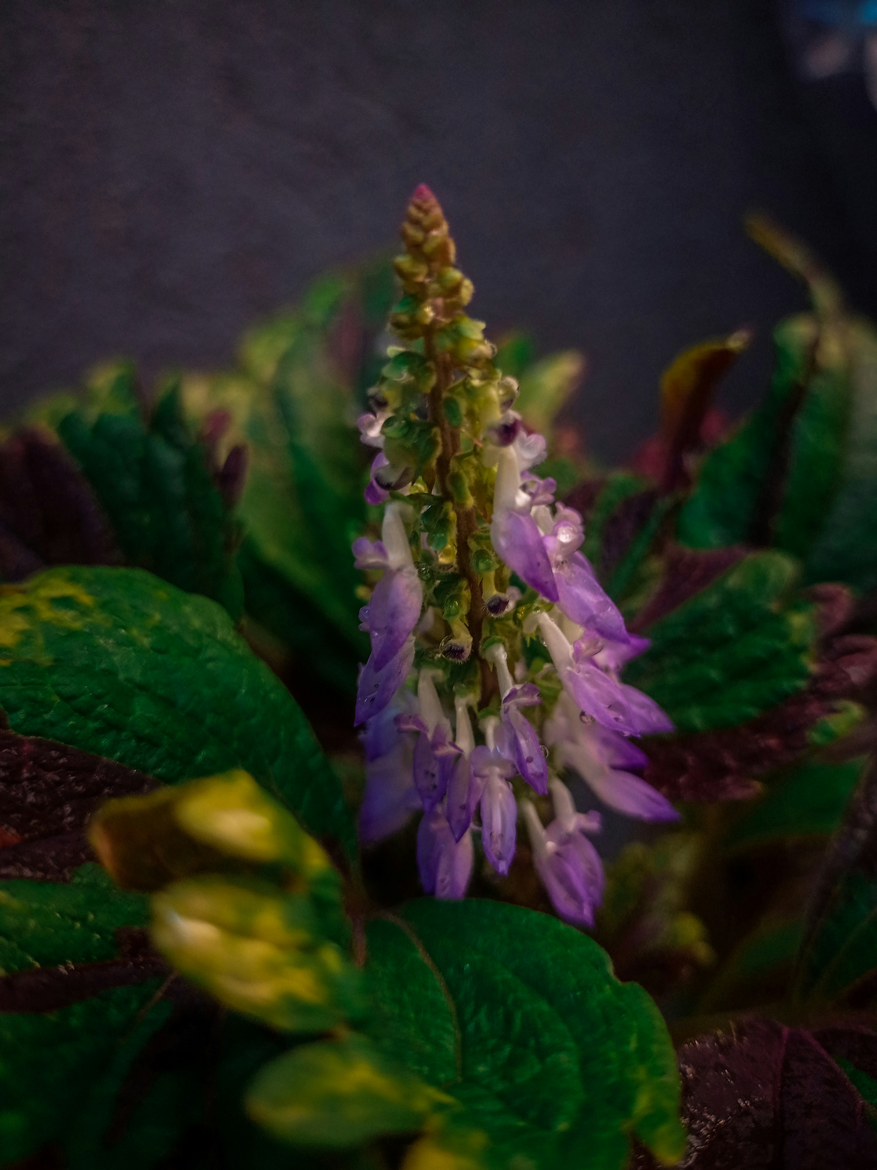 Close-up of a lavender flower spike emerging from lush green and purple leaves, set against a dark background with subtle lighting.