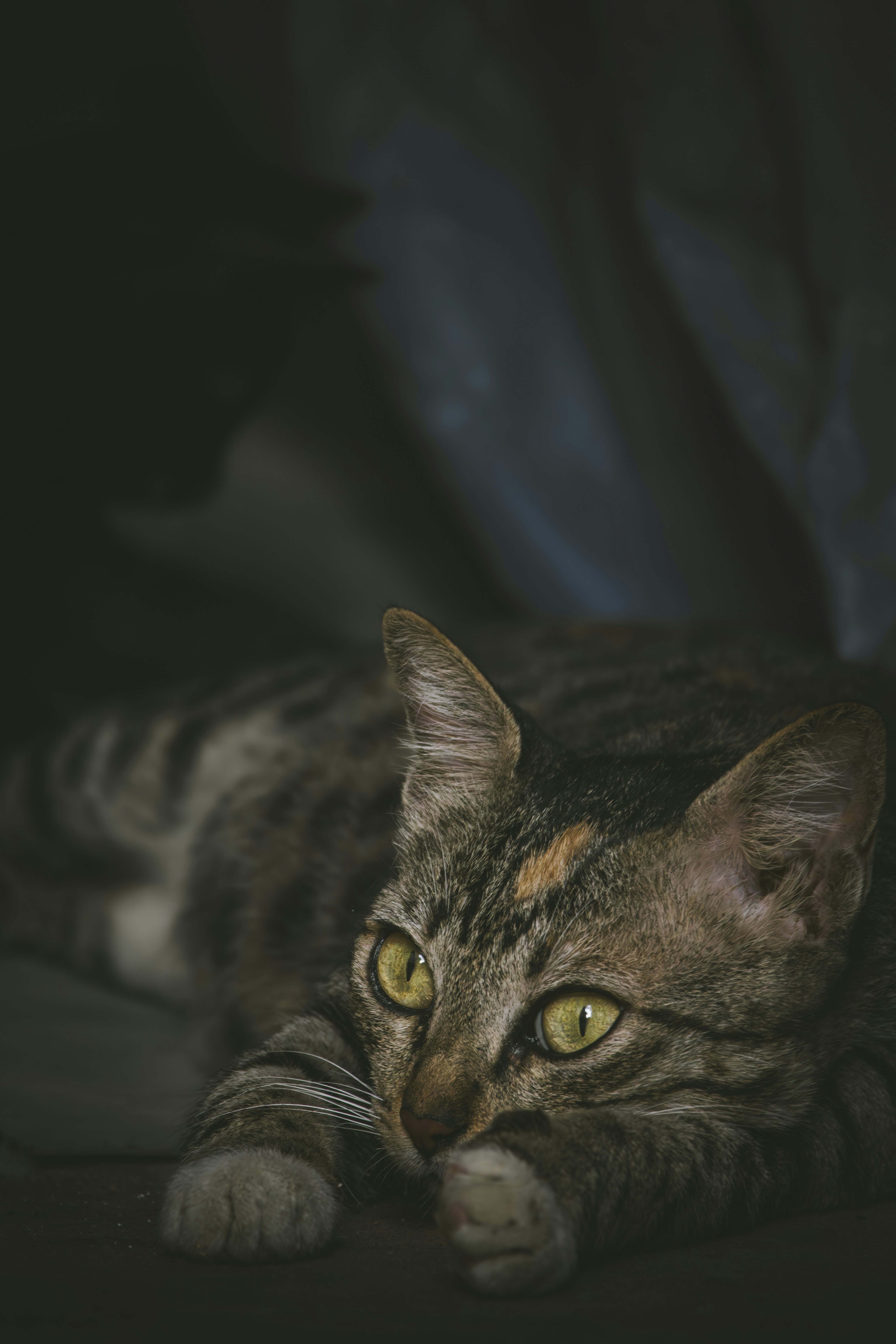 Imágenes de Posando Gato | Descarga imágenes gratuitas en Unsplash