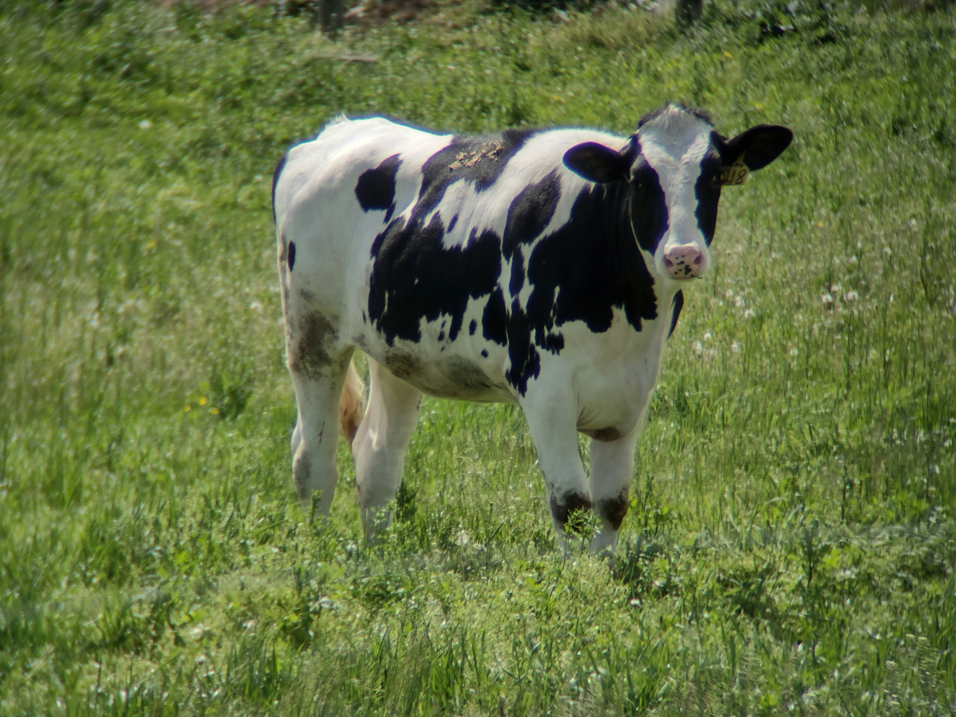 Sample photo from Motorola Moto G Power