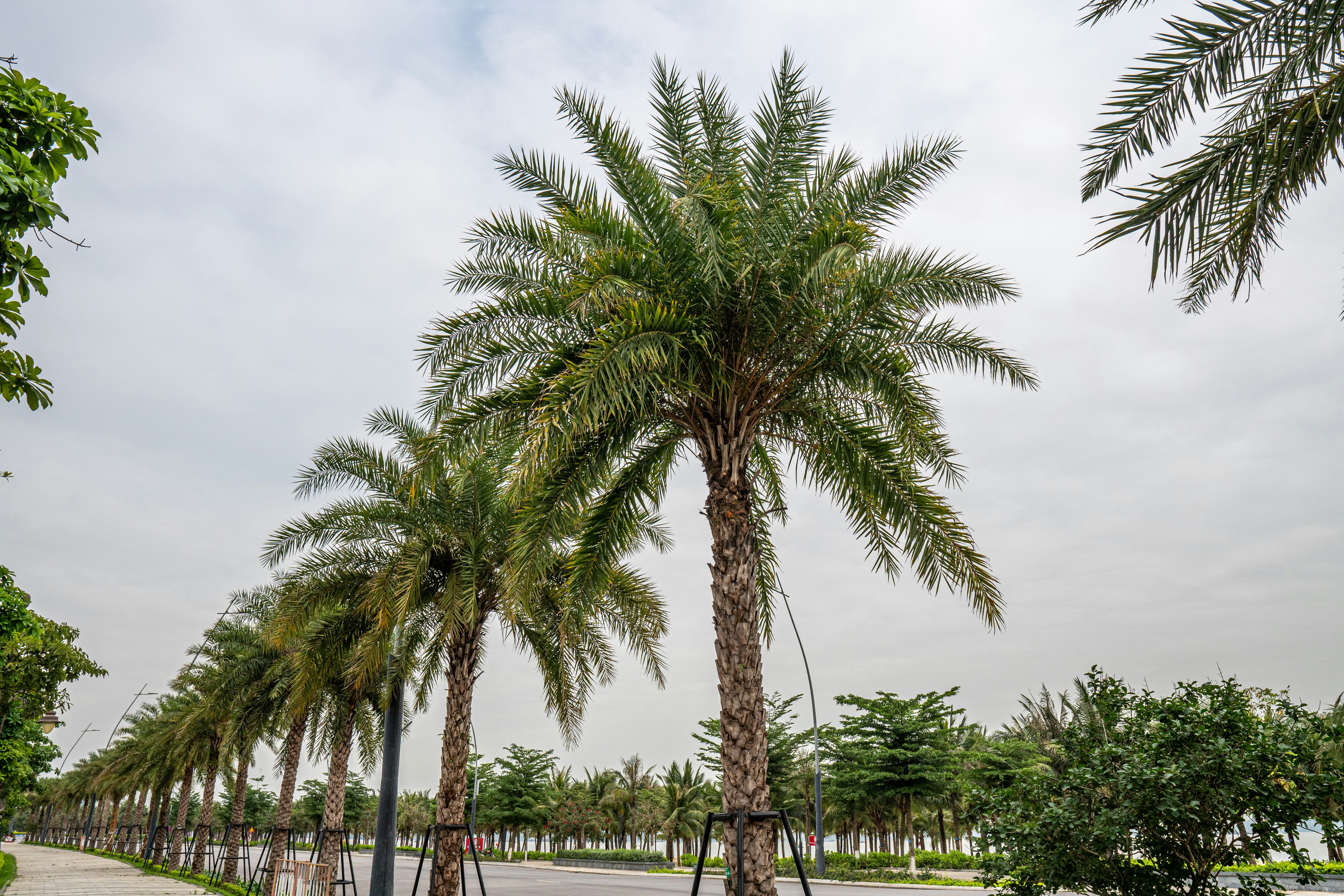 Palm trees line a paved road under a cloudy sky, with a manicured park on the right and distant greenery.