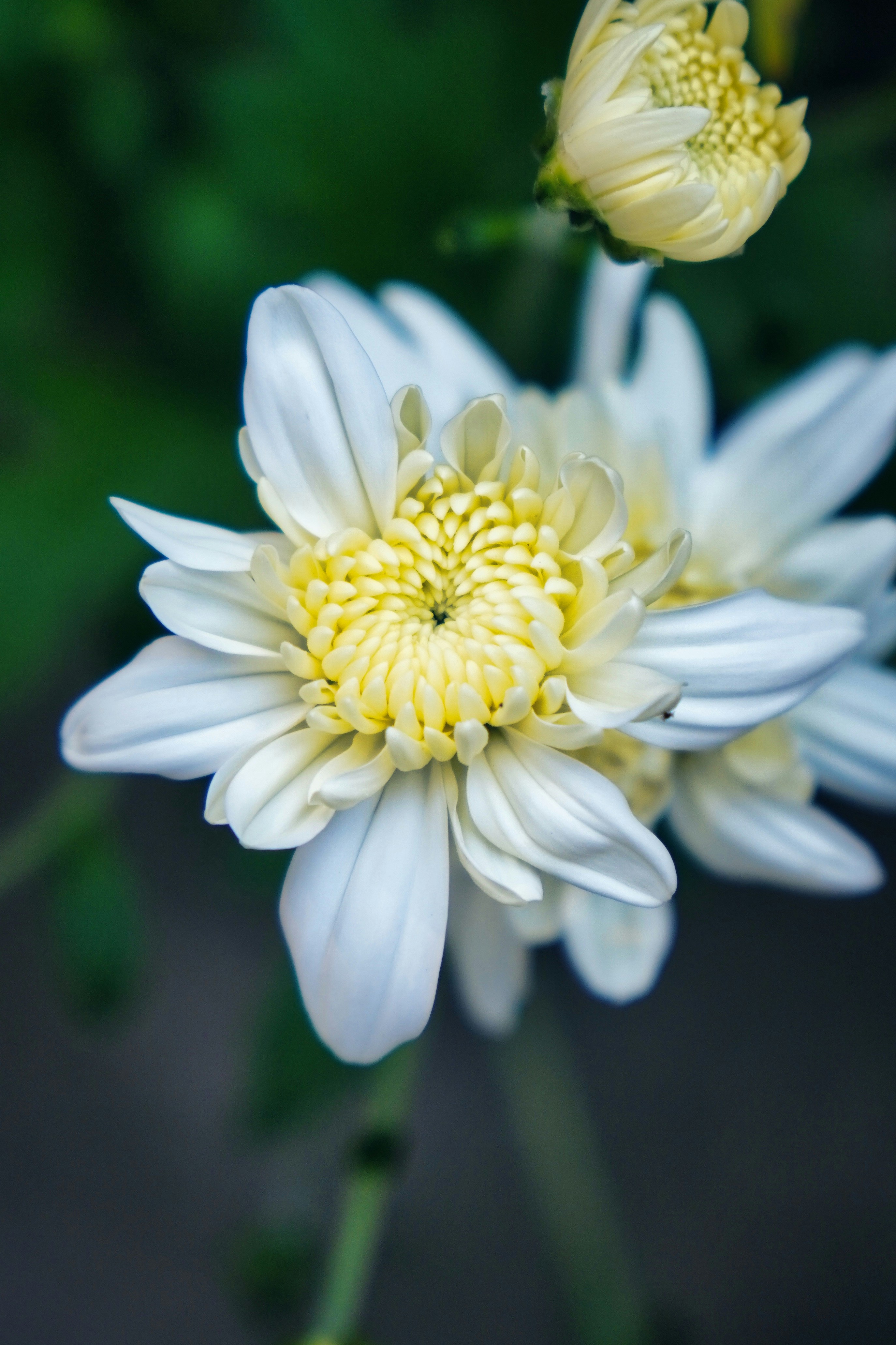 Delicate white and yellow chrysanthemum blossoms stand out against a soft green backdrop, showcasing their intricate petal structure and vibrant life.