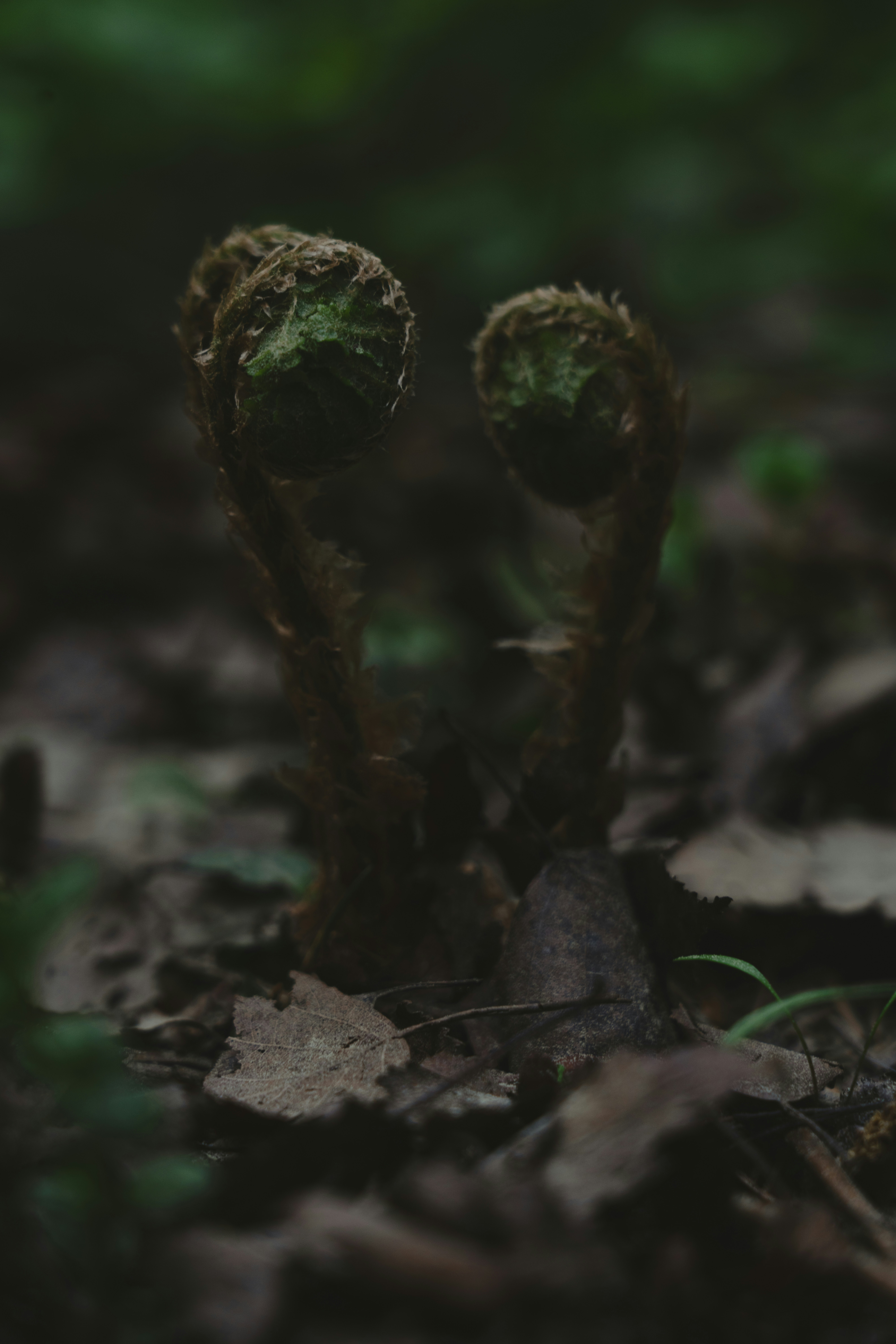 Twin Fiddleheads in the Dim Forest Understory
