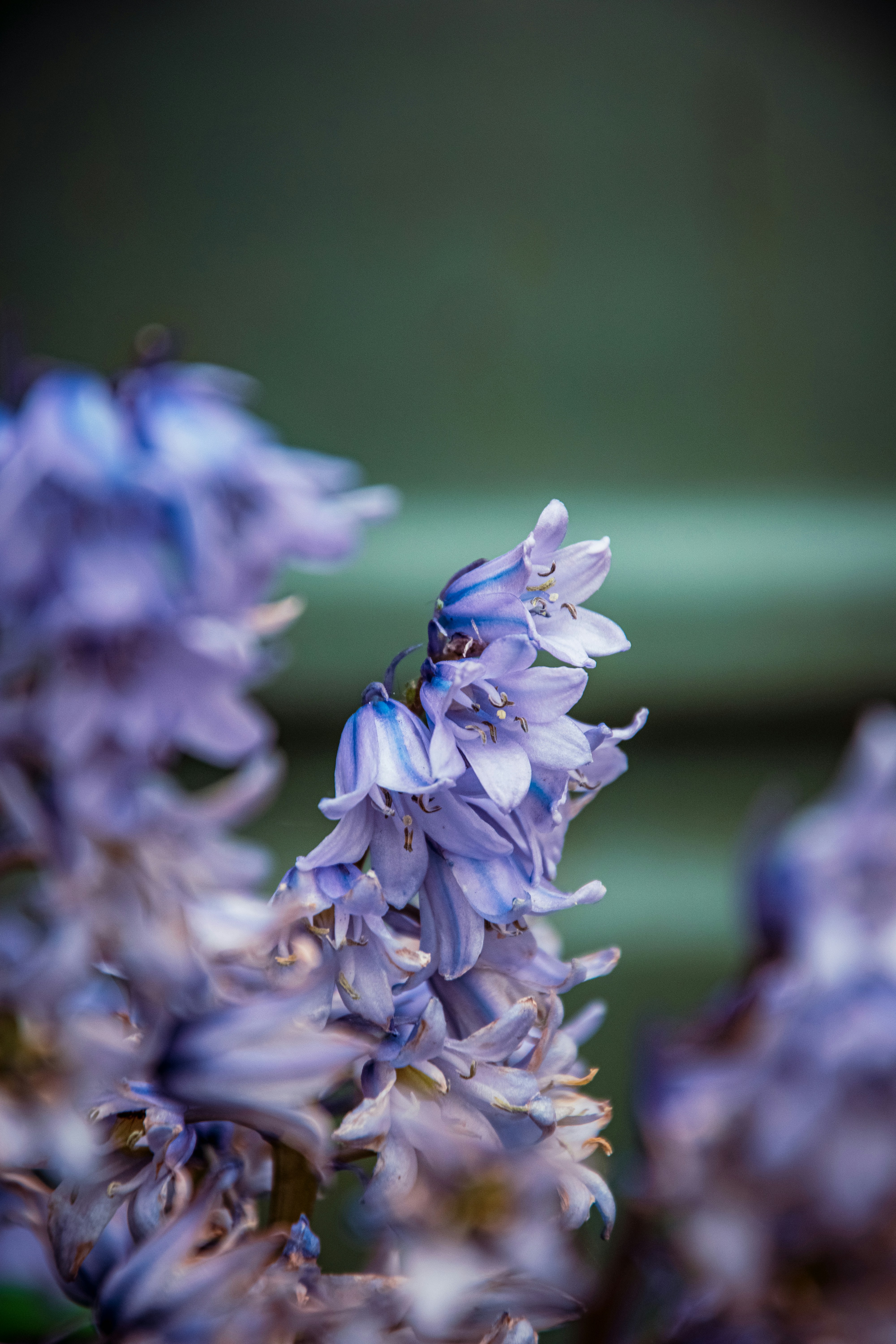 Bluebell Close-Up: Velvet Violet Blooms Against a Soft Green Backdrop