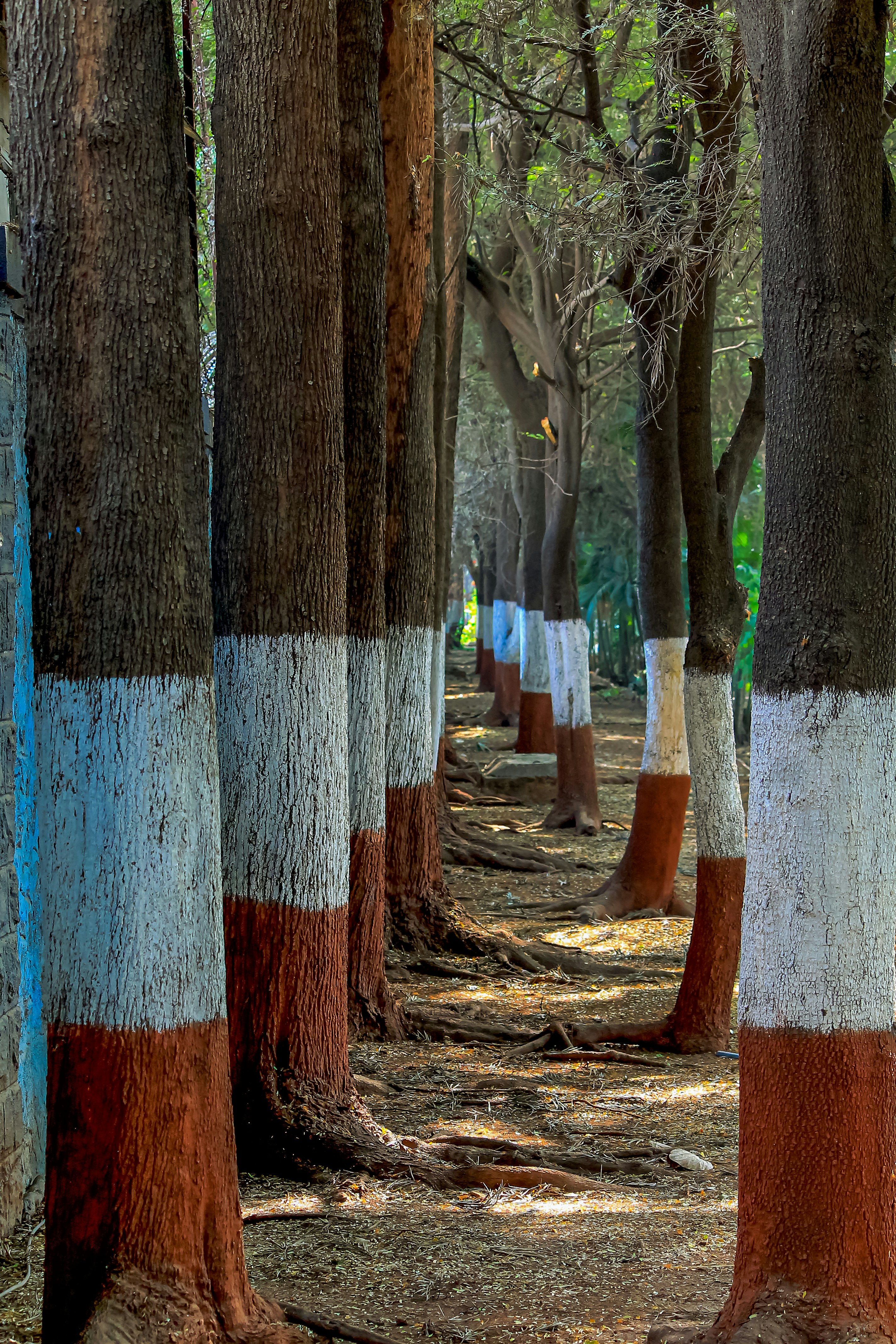 The Colorful Guardians of the Pathway