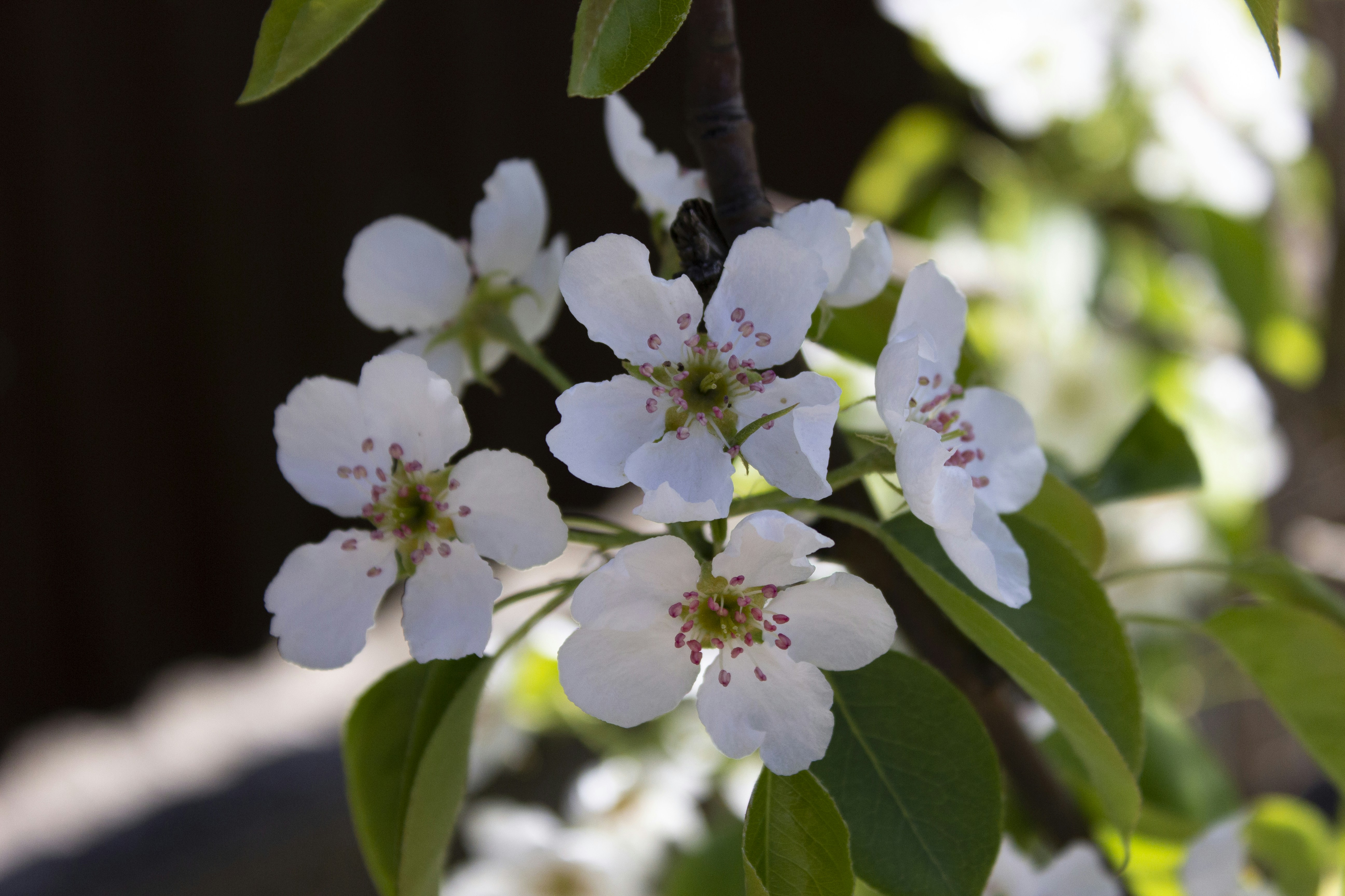 Pear blossom in the spring