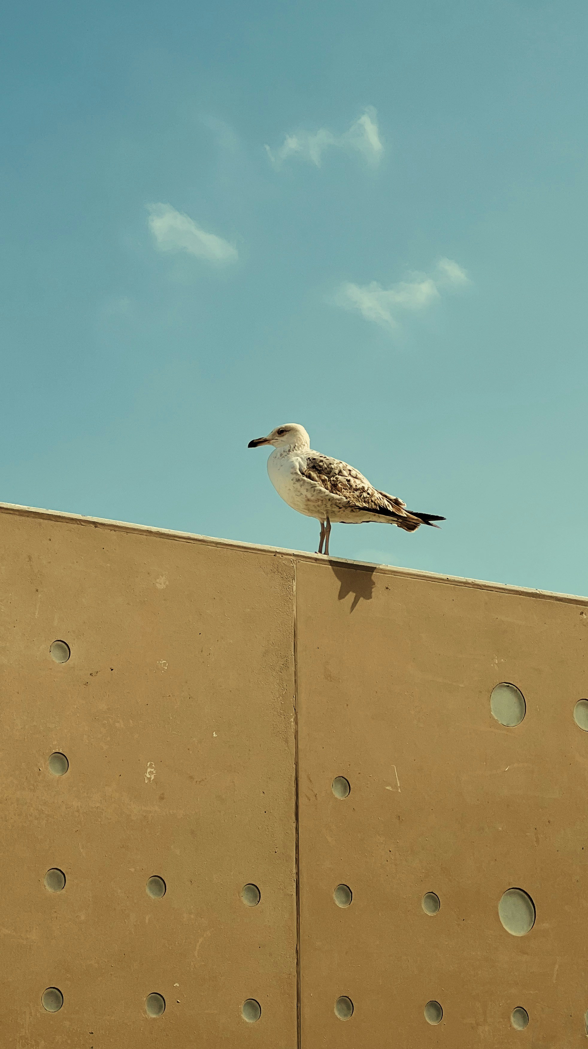 Azure Serenade: A Seagull Stages on a Sun-Warmed Perforated Sea Wall