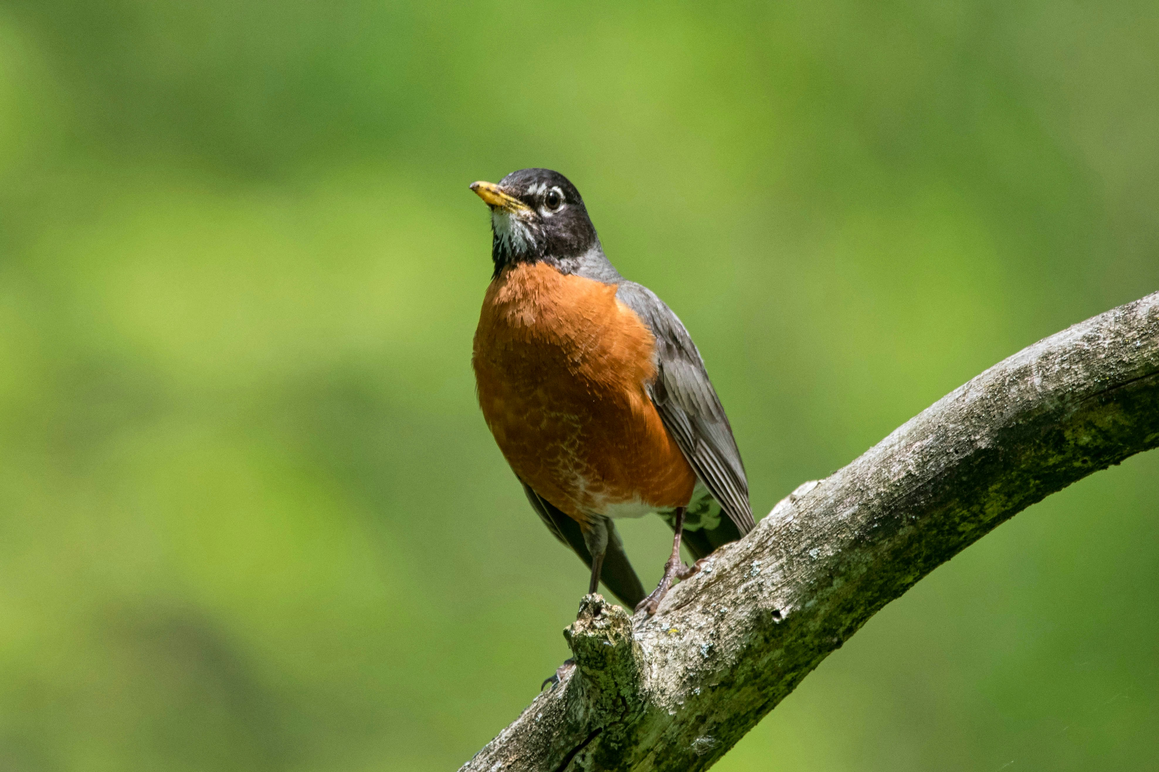 A small bird perched on a tree branch photo – Free Vischer ferry Image ...