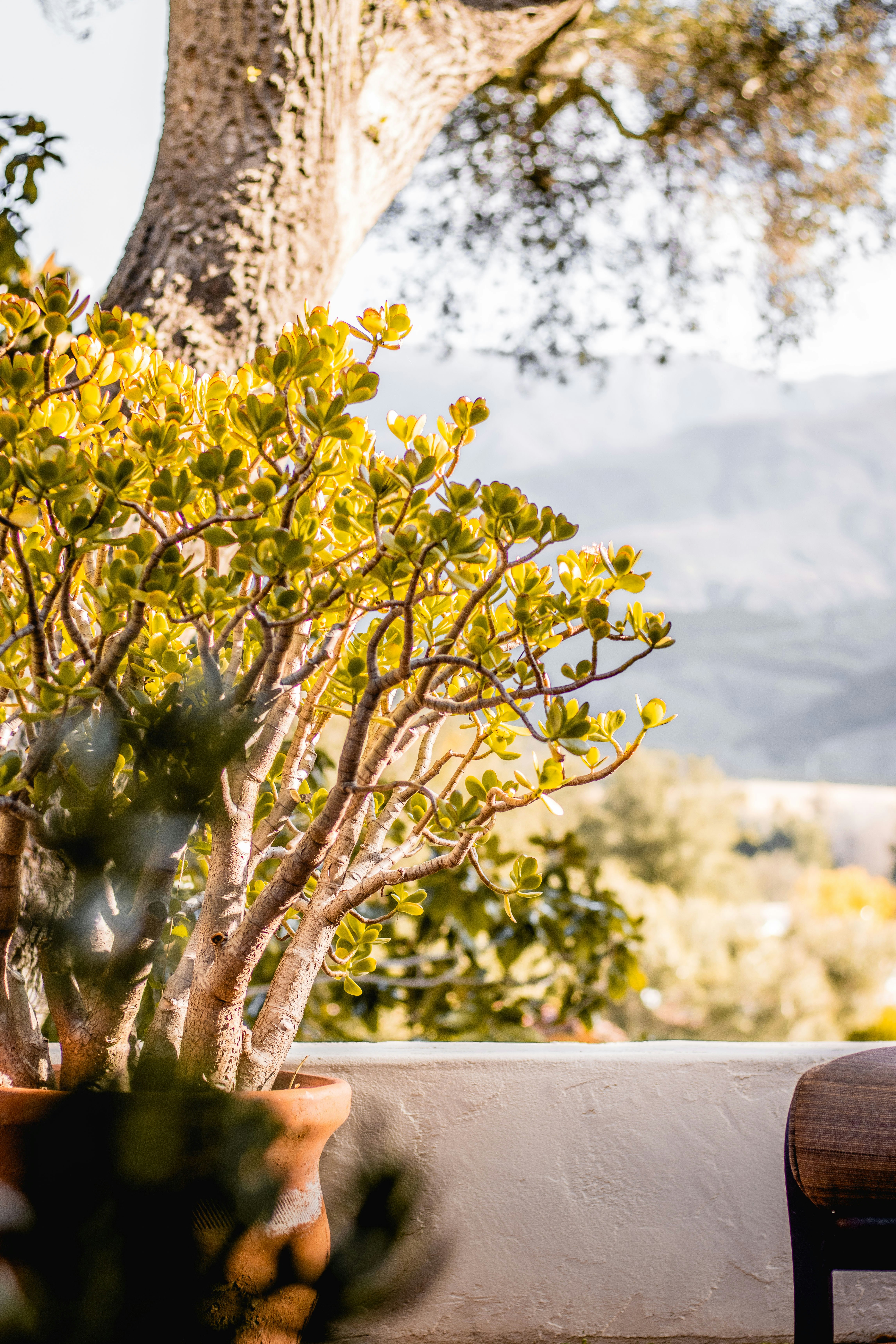 Terrace Verdure: Golden Succulent Reaching into the Afternoon Light