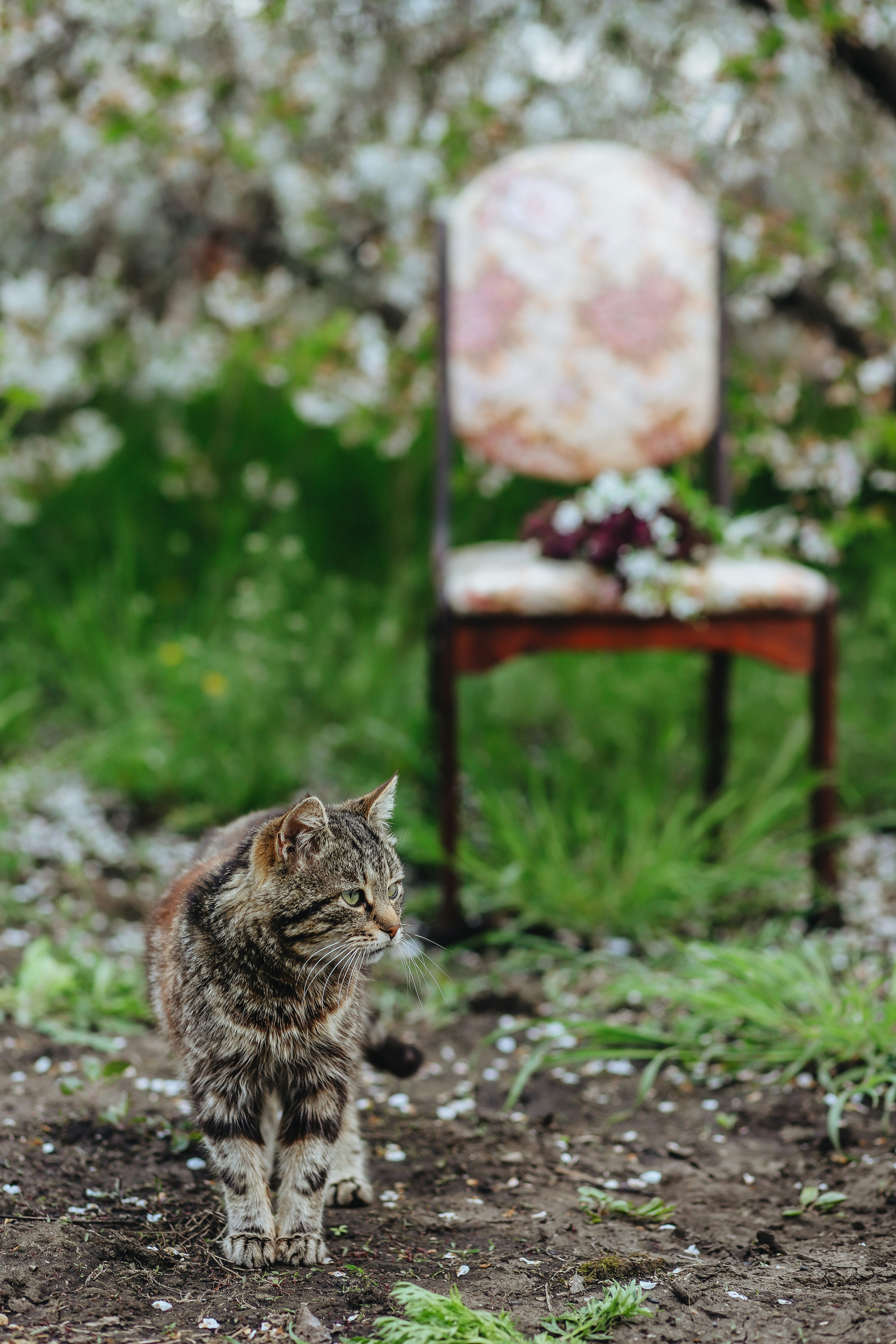 a cat sitting on the ground in front of a chair