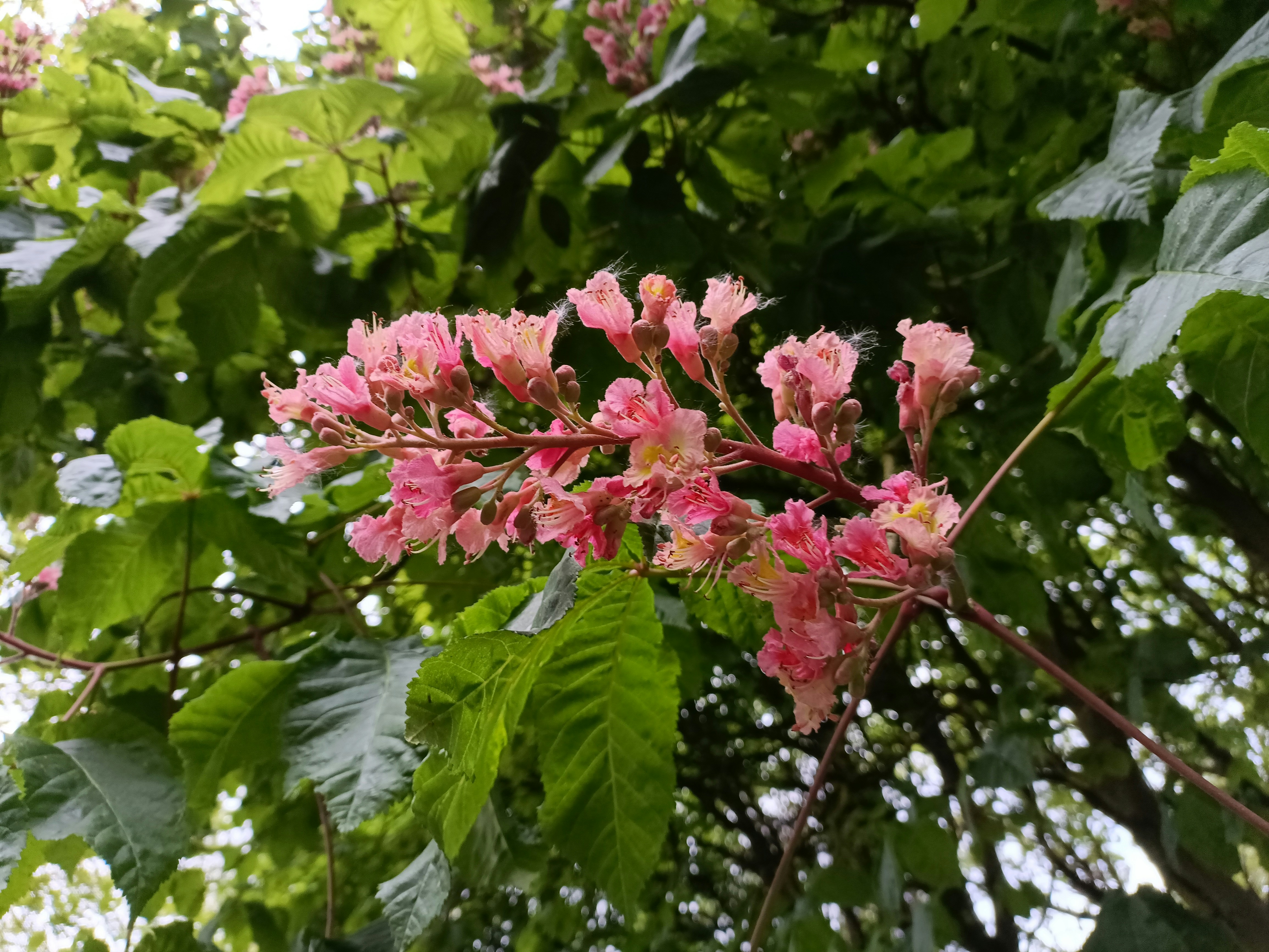 pink flowers are blooming on a tree branch