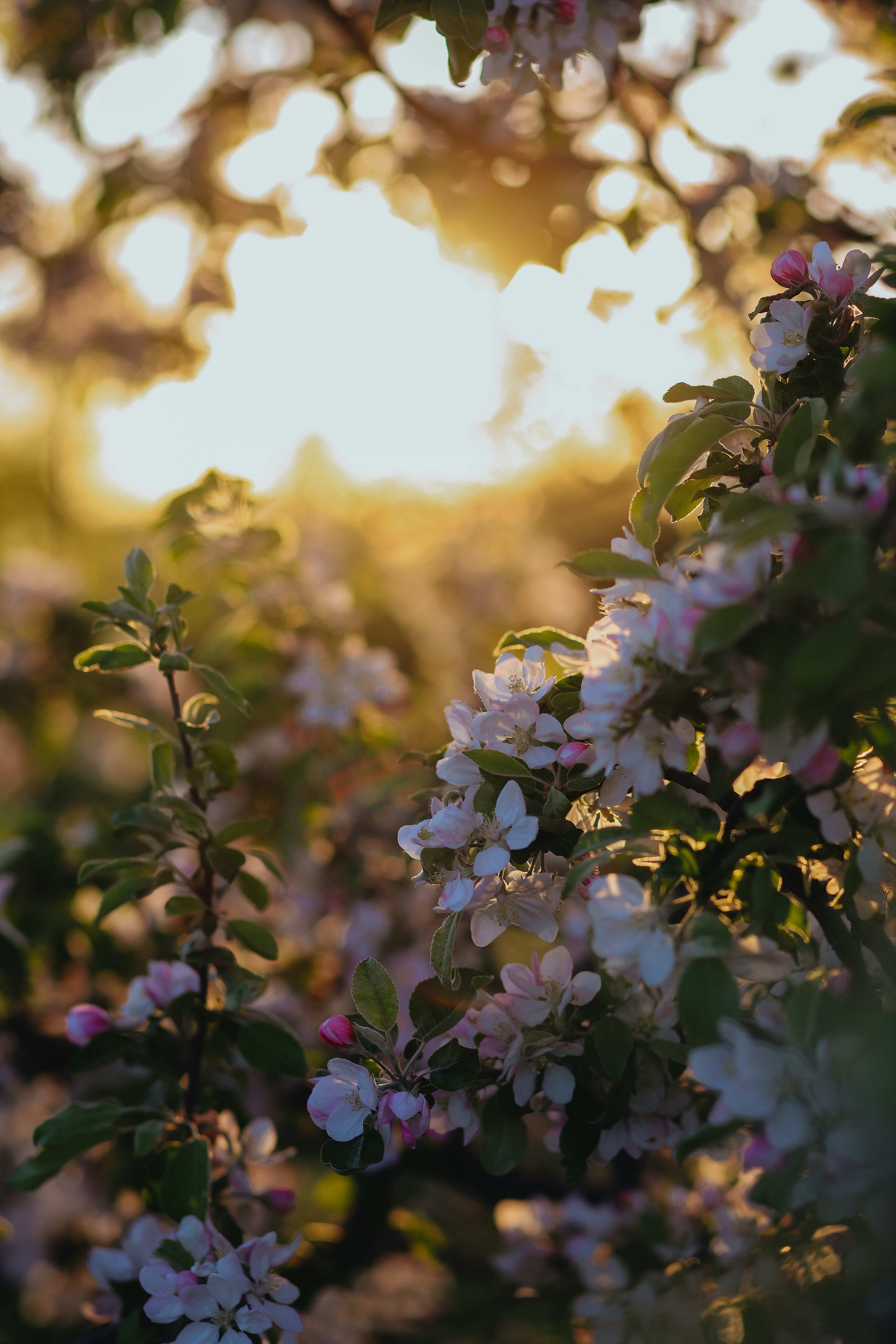 Evening Glow Through a Blooming Hedge of Pink-White Blossoms