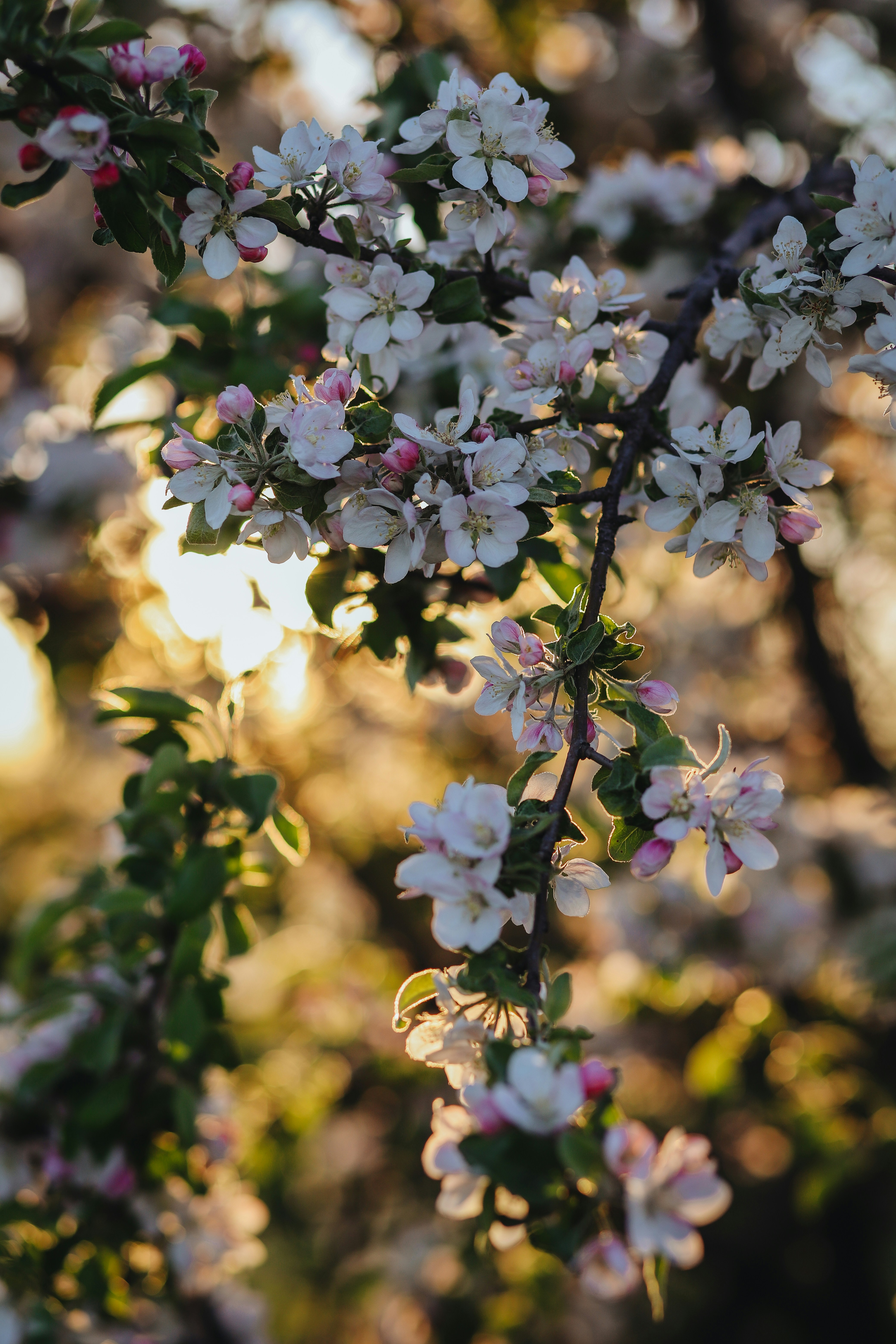 Delicate apple blossoms illuminated by soft golden sunlight, creating a serene atmosphere in a blooming garden.