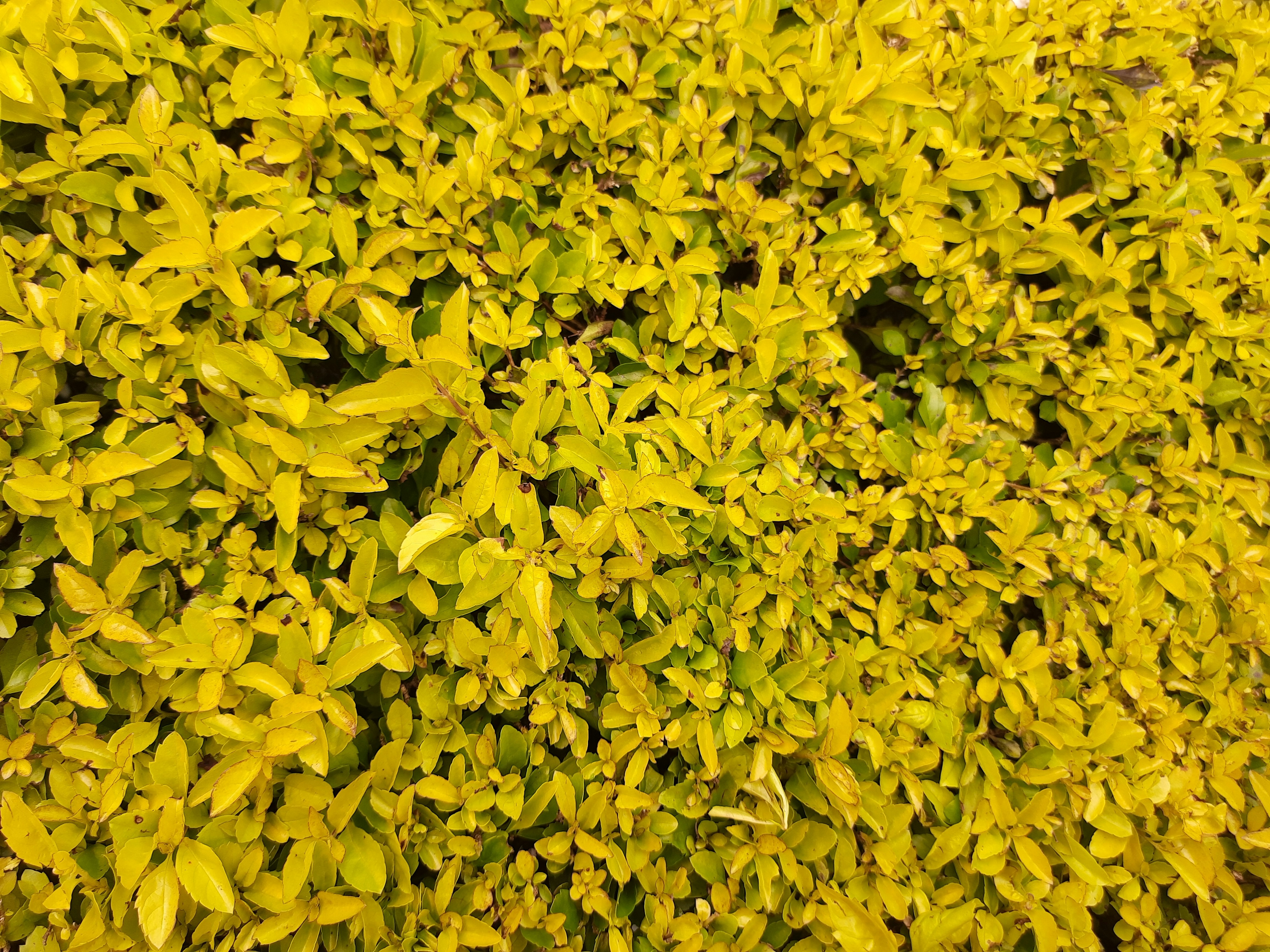 Photo by Shriharan Elangovan with Samsung Galaxy F41