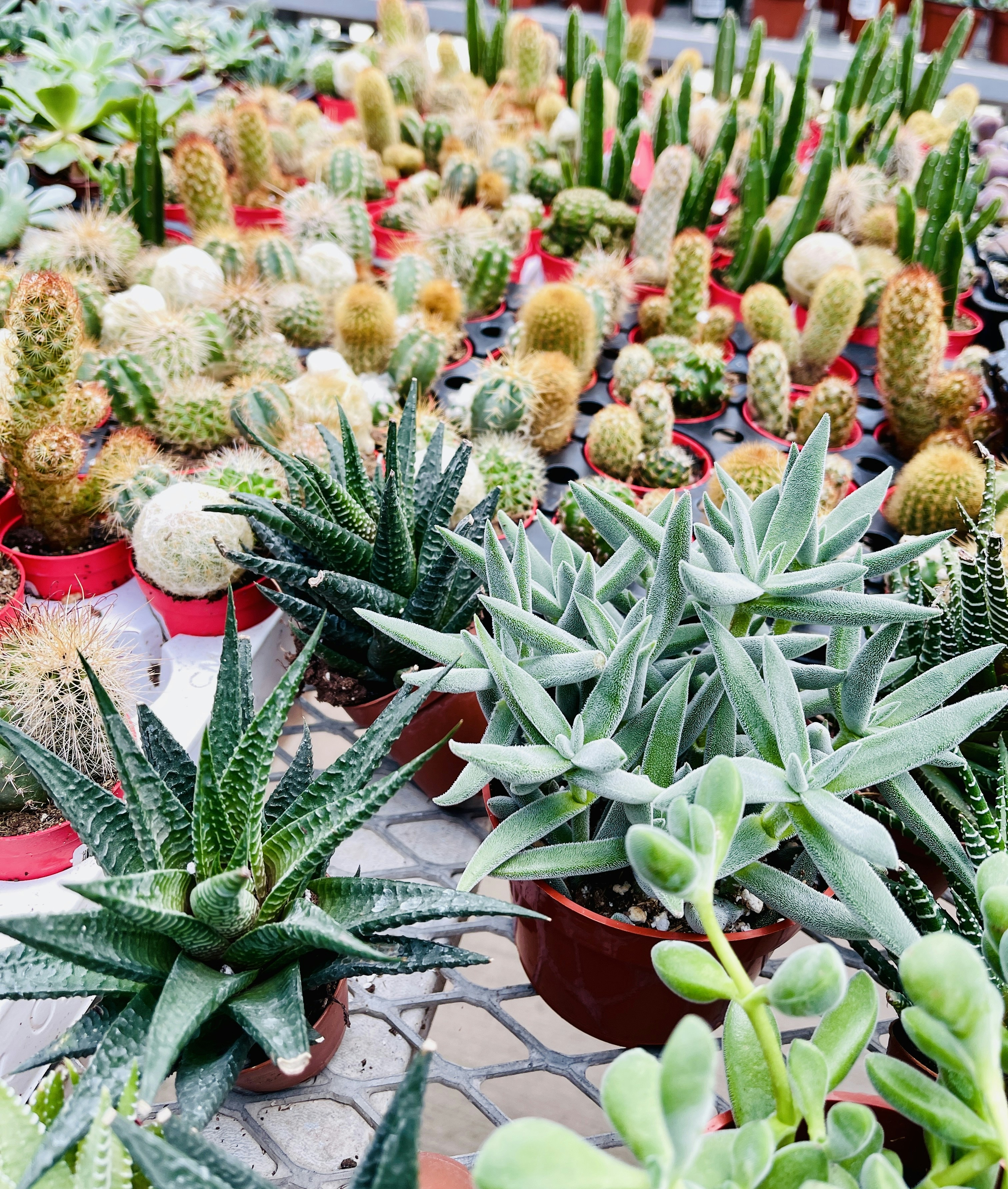 Faszinierend Sukkulenten Kaktus Arten Fotos