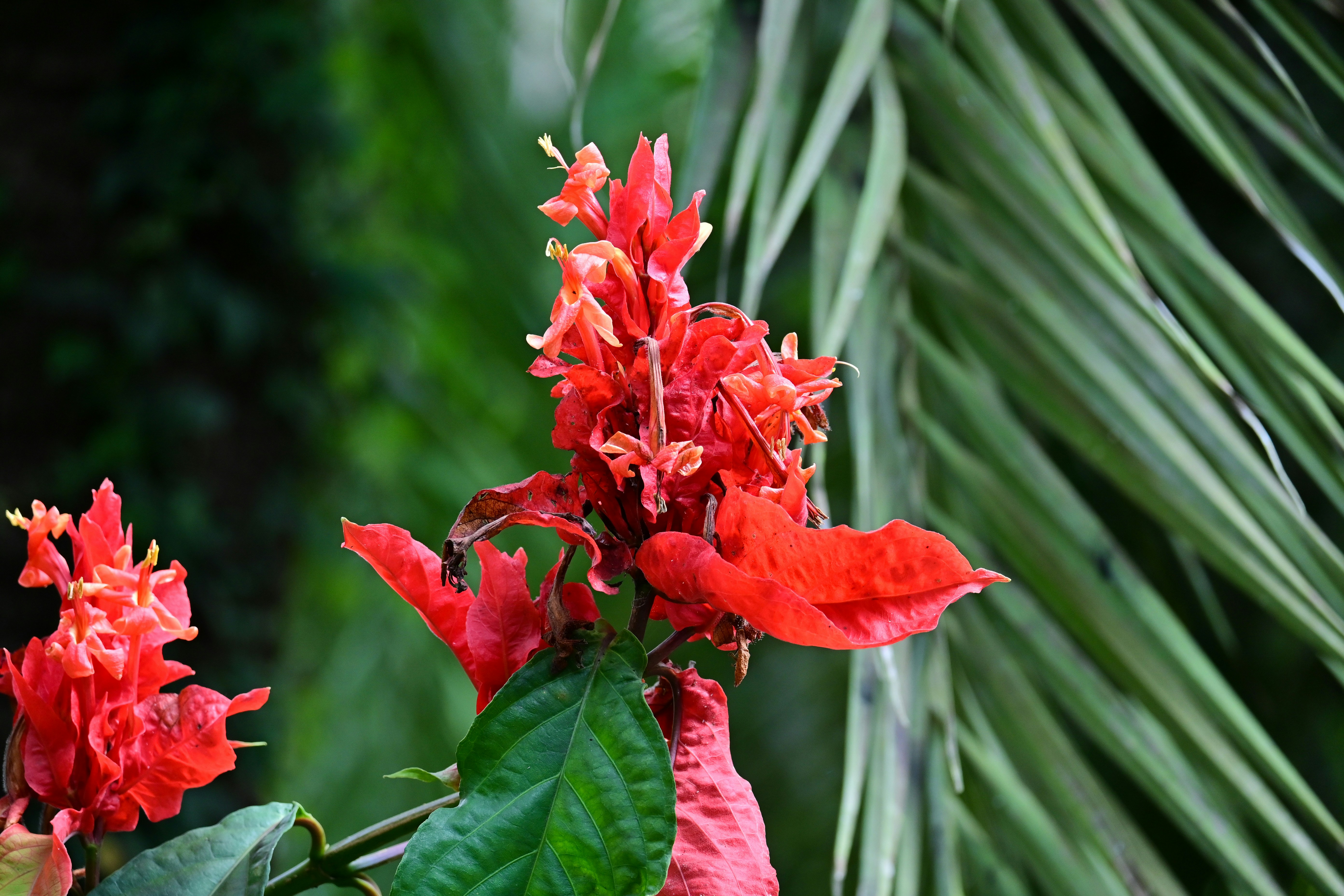 Crimson Spike in a Quiet Green Tapestry