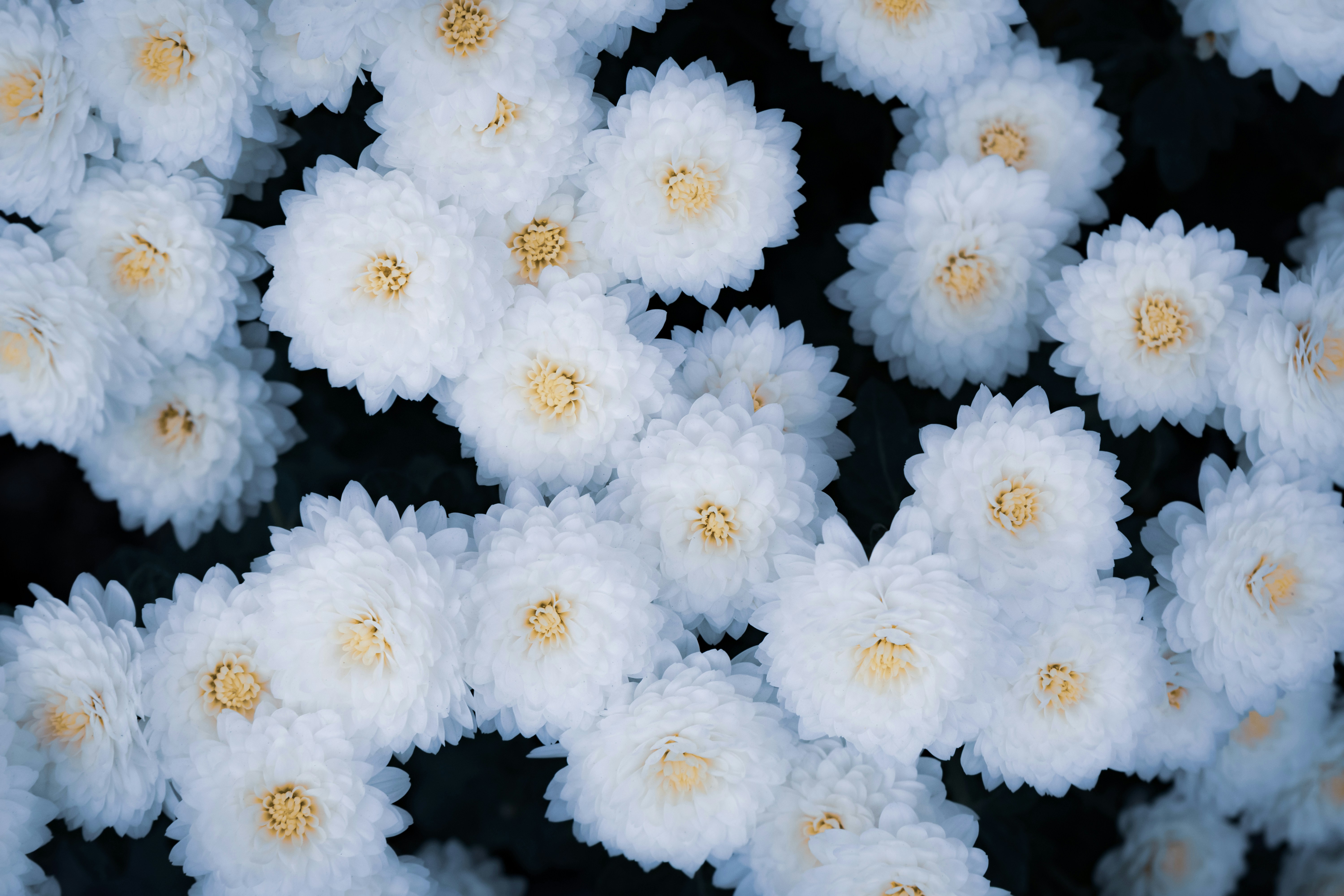 Sea of Snowy Pompons: Dense White Florals Against a Dark Backdrop