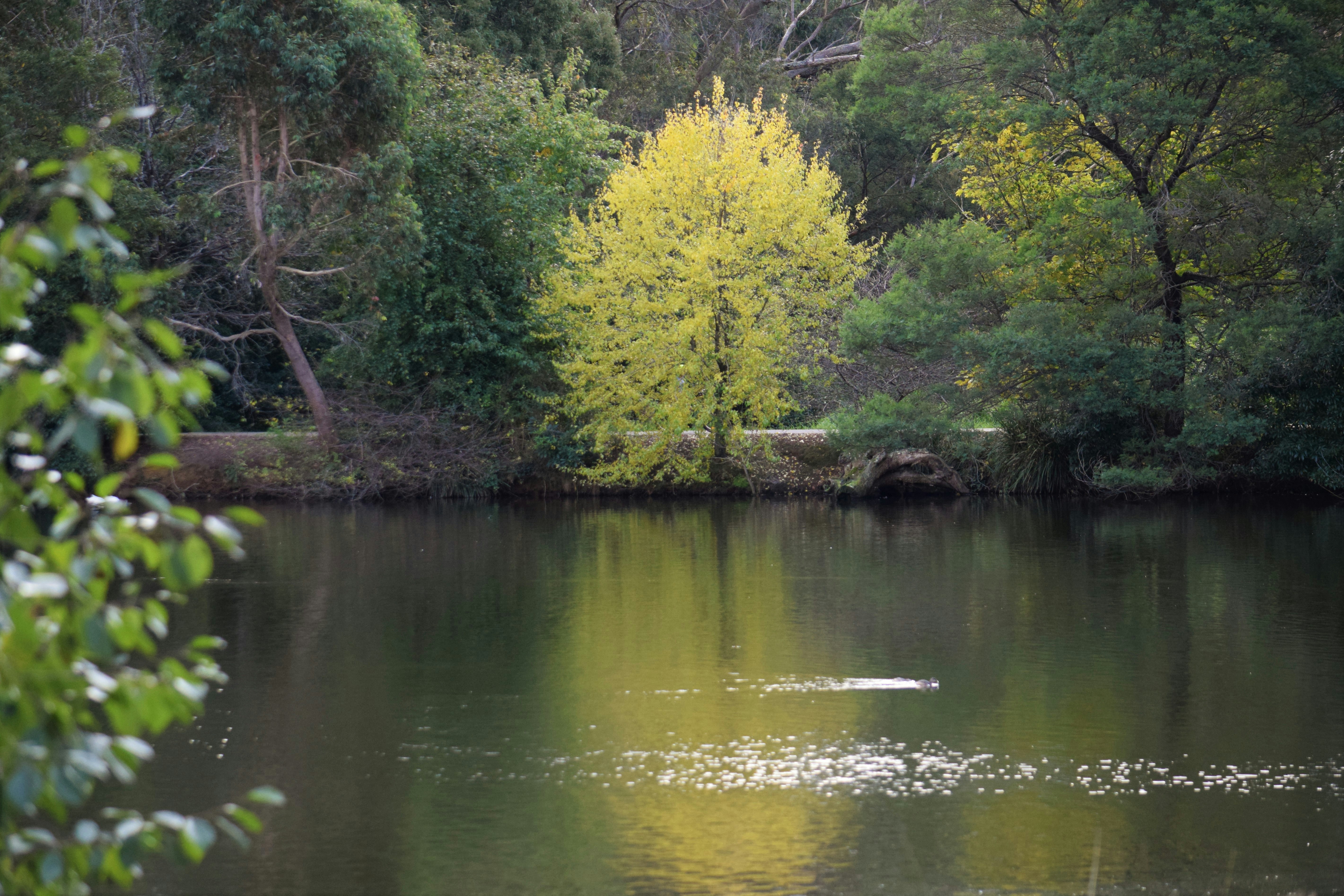 A body of water surrounded by trees and bushes photo – Free Lake ...