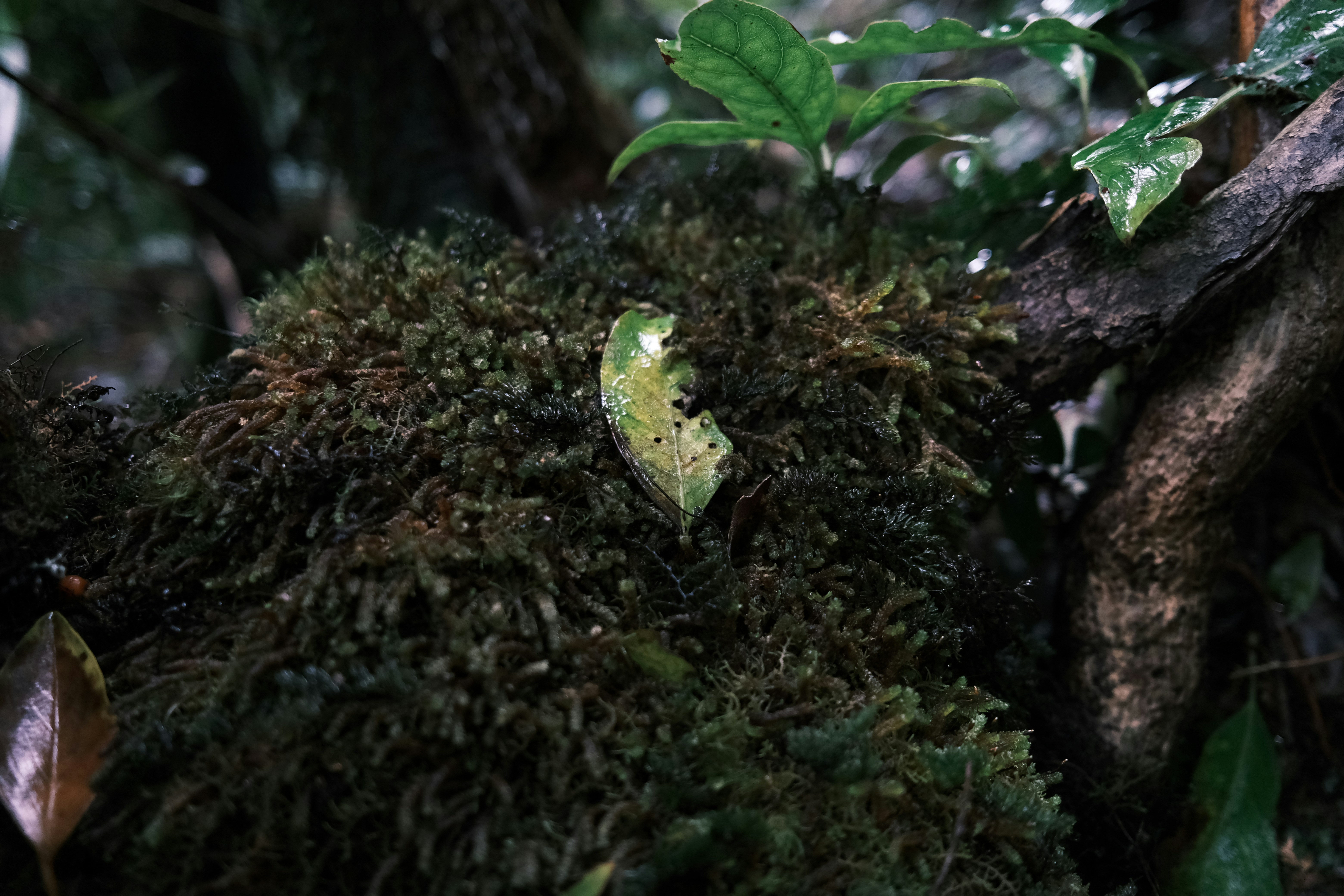 Leaf on Moss: A Quiet Portrait of the Shadowed Forest Floor