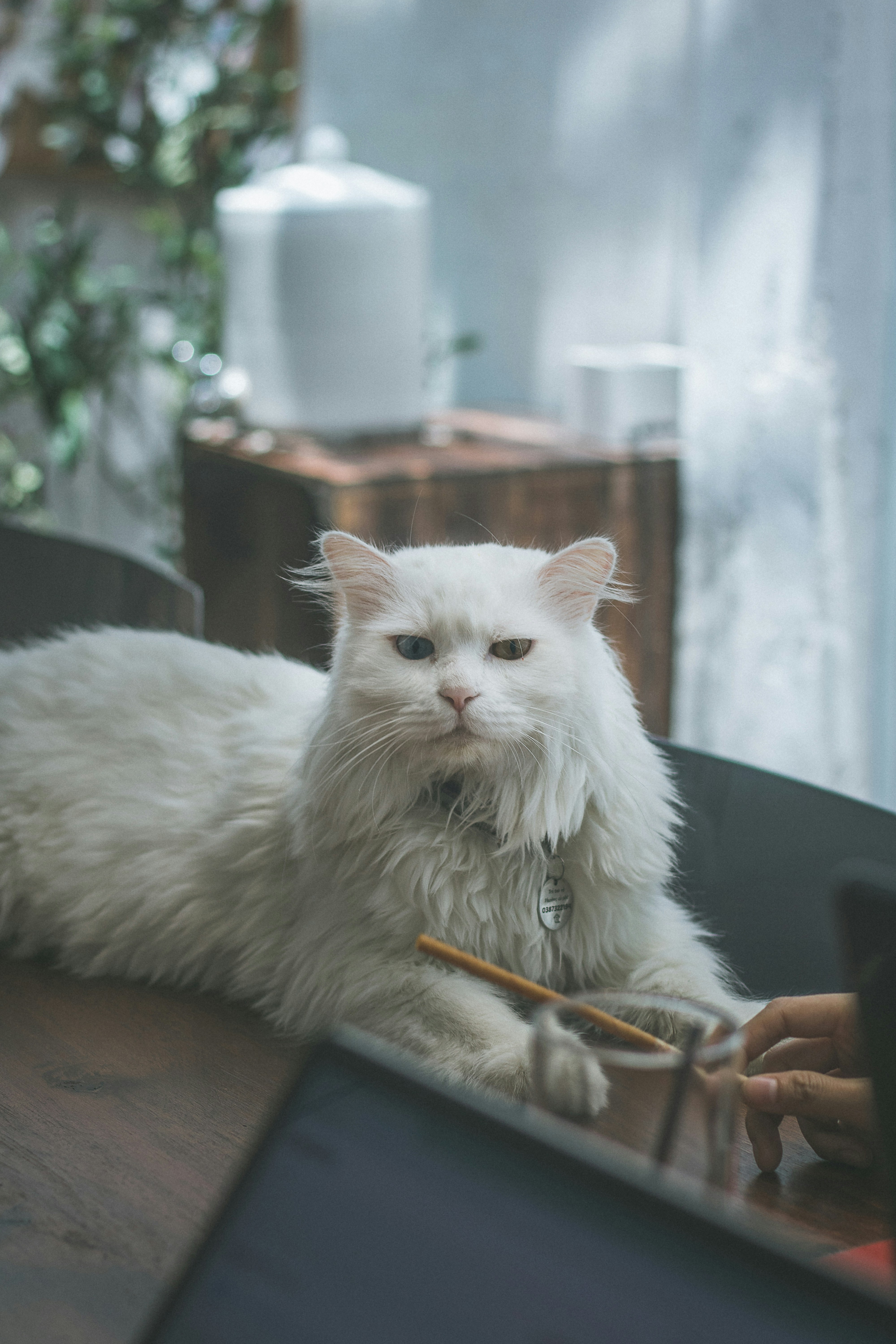 Whiskered Serenity in a Sunlit Retreat