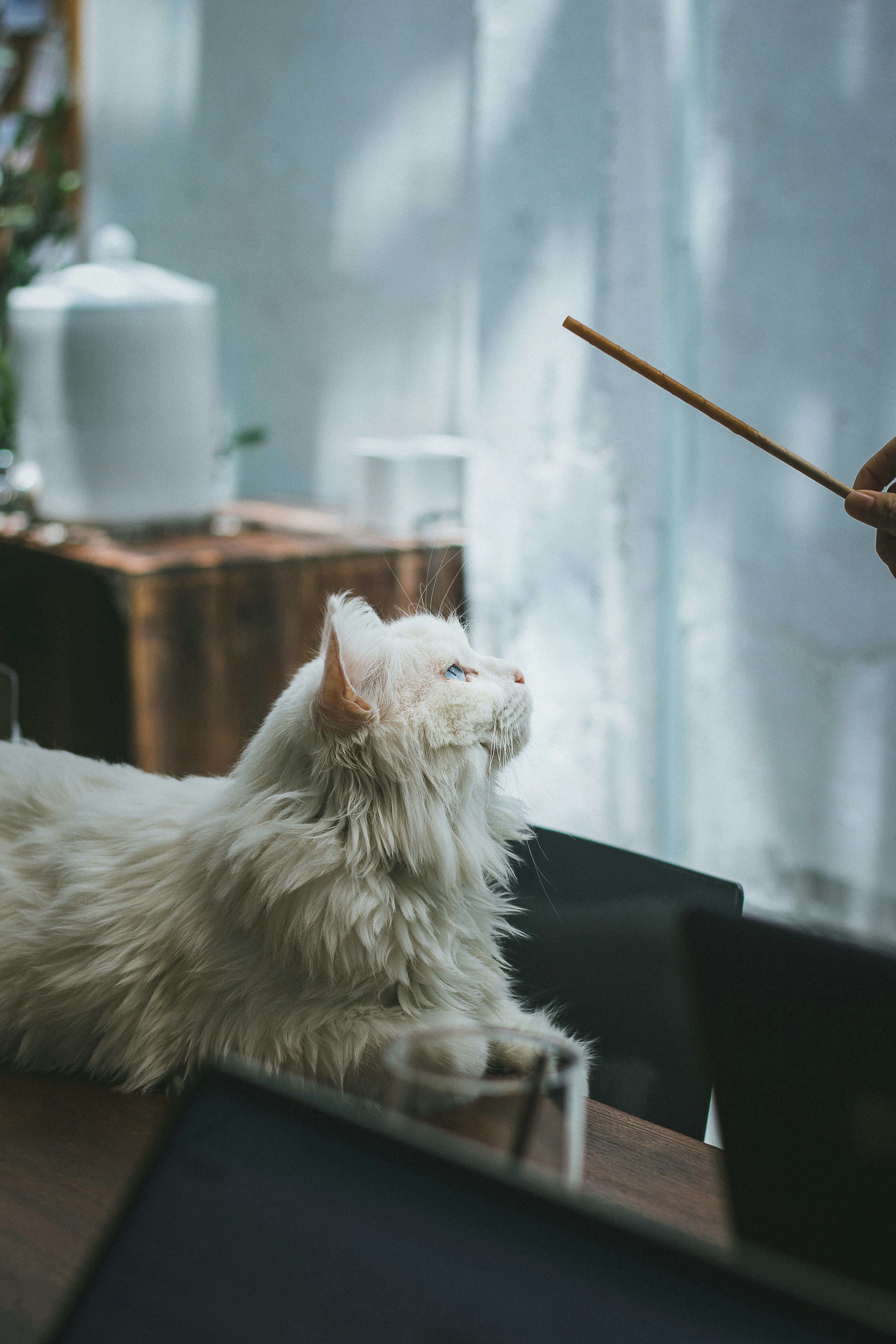 White cat on a dining table gazes toward a nibble-free stick held by a hand