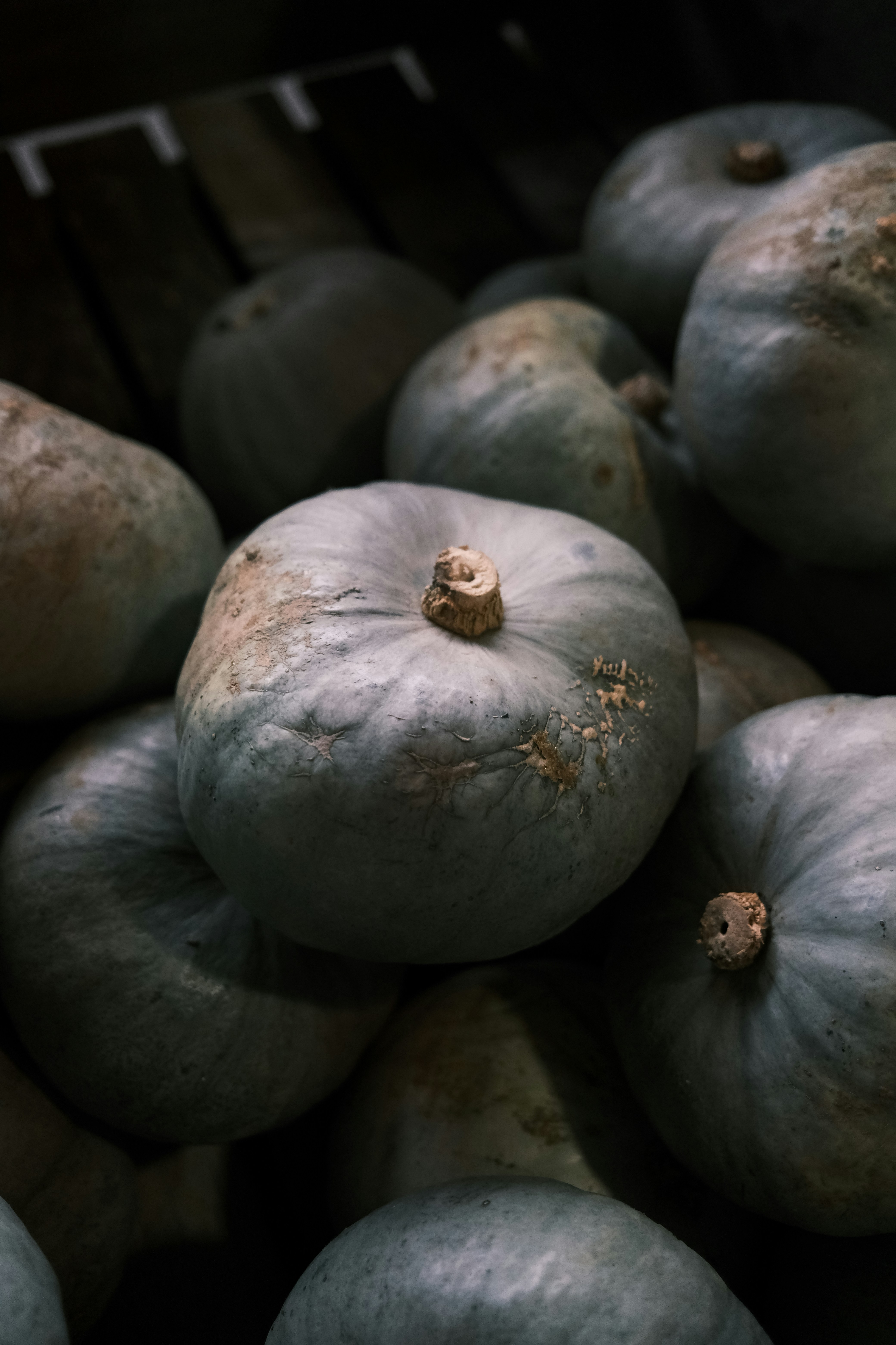 Dusky Blue Pumpkins: A Quiet Still Life