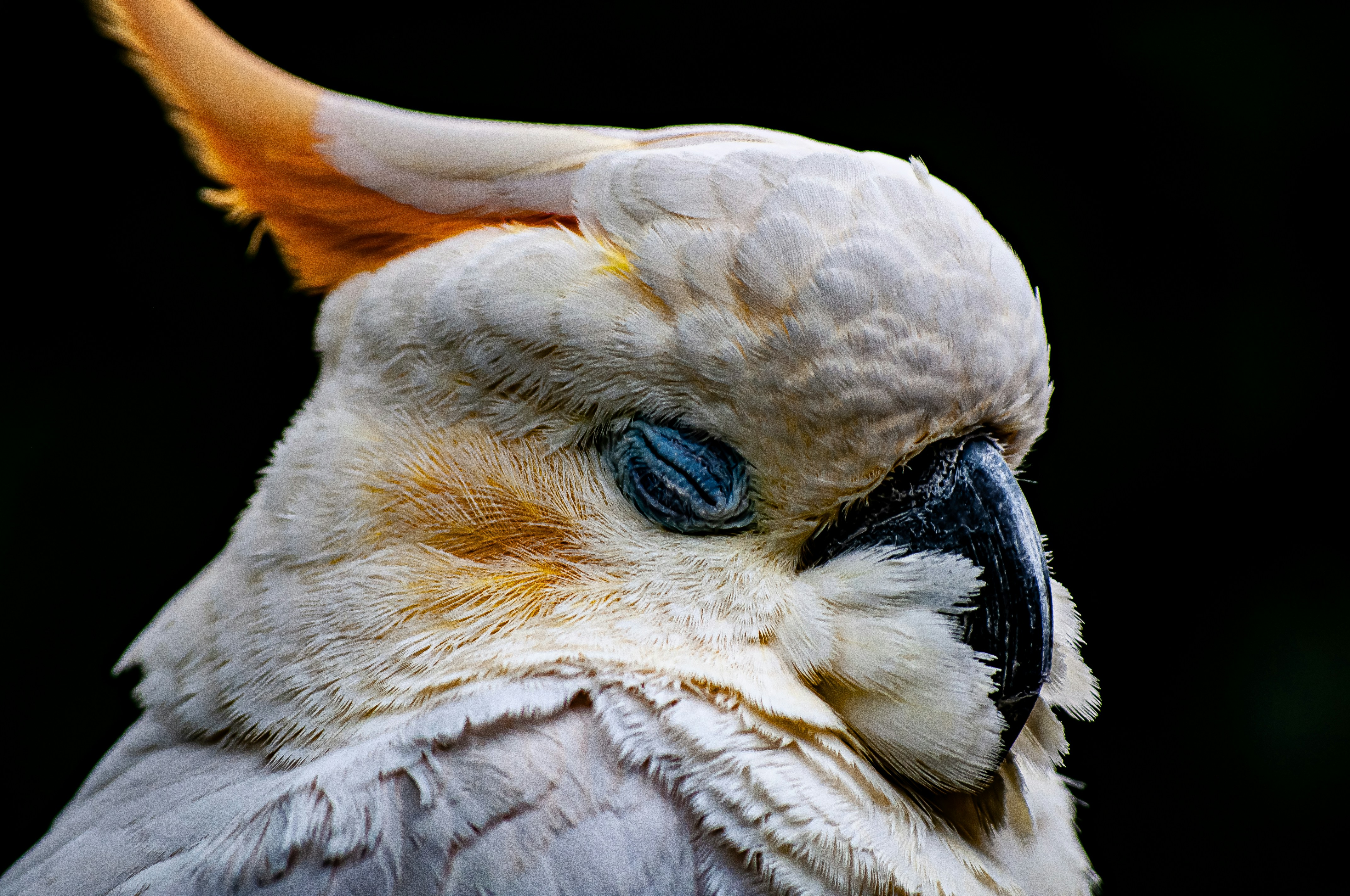Whispered Crest: A White Cockatoo Pausing in Quiet Sleep