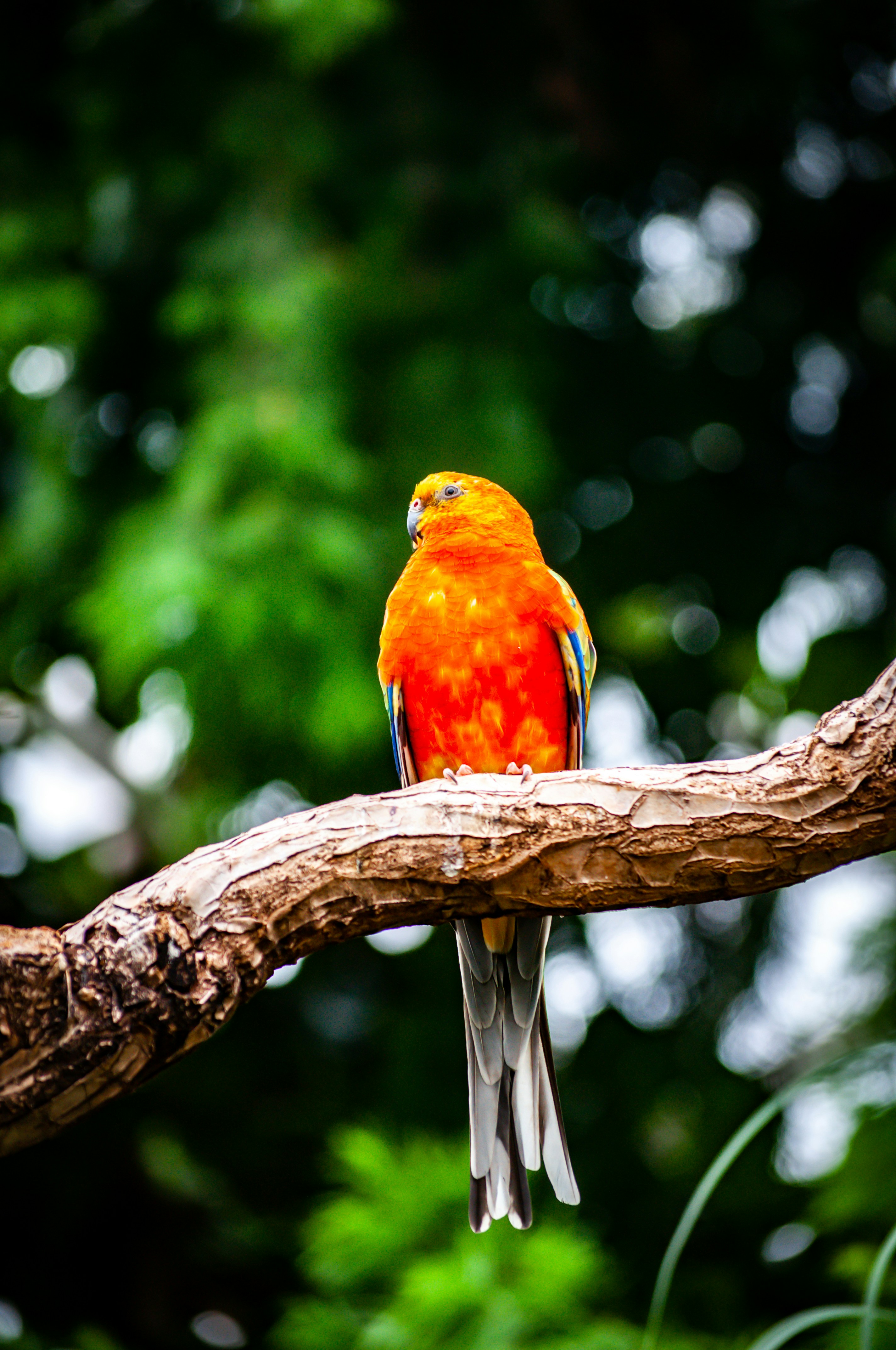 Bright Orange Bird