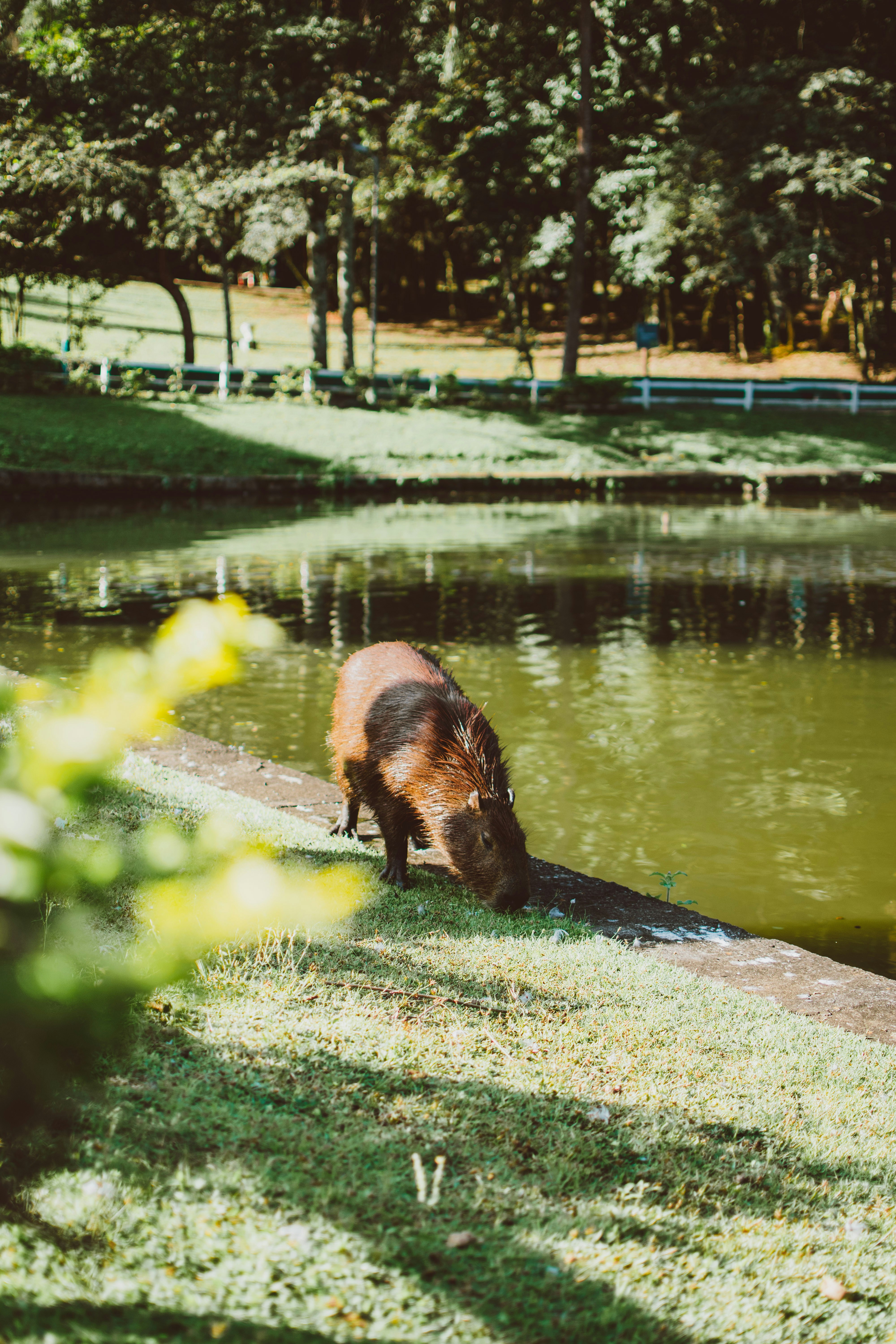Capybara at the pond's edge: grazing in sunlit parkland