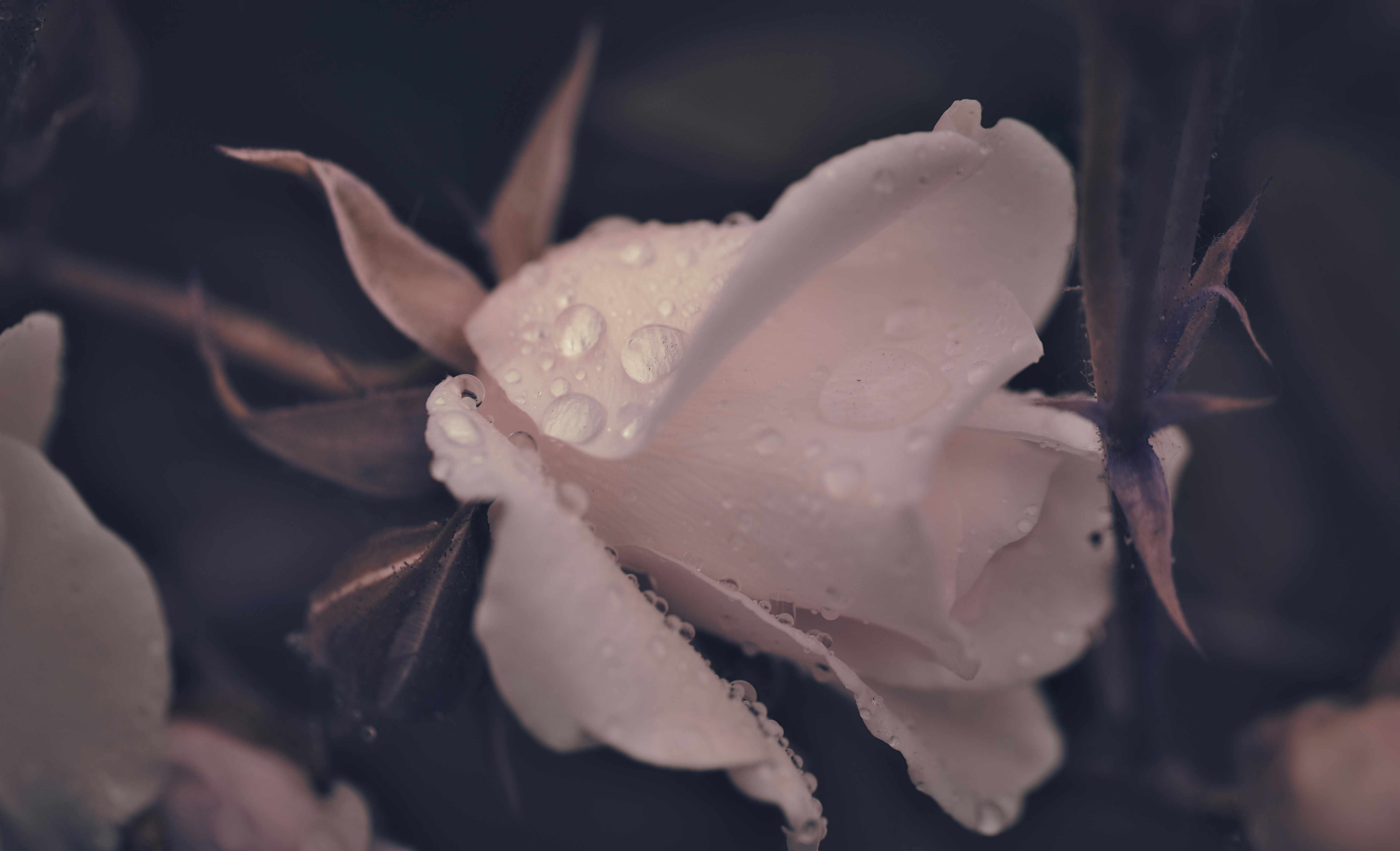 Photo by Anton Atanasov with Canon EOS R6 Mark II