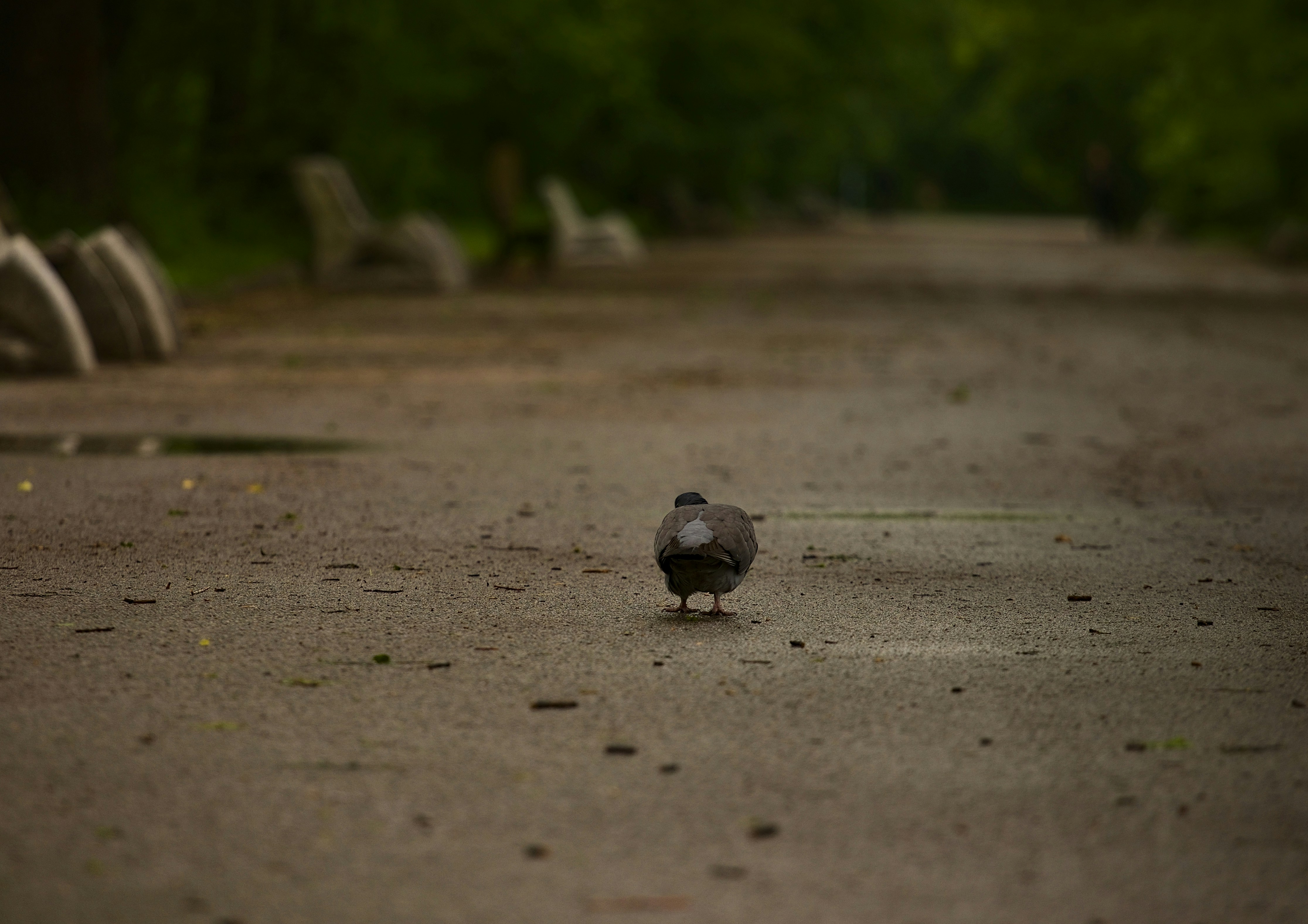 Midday Wanderer: A Pigeon on the Quiet Gravel Path