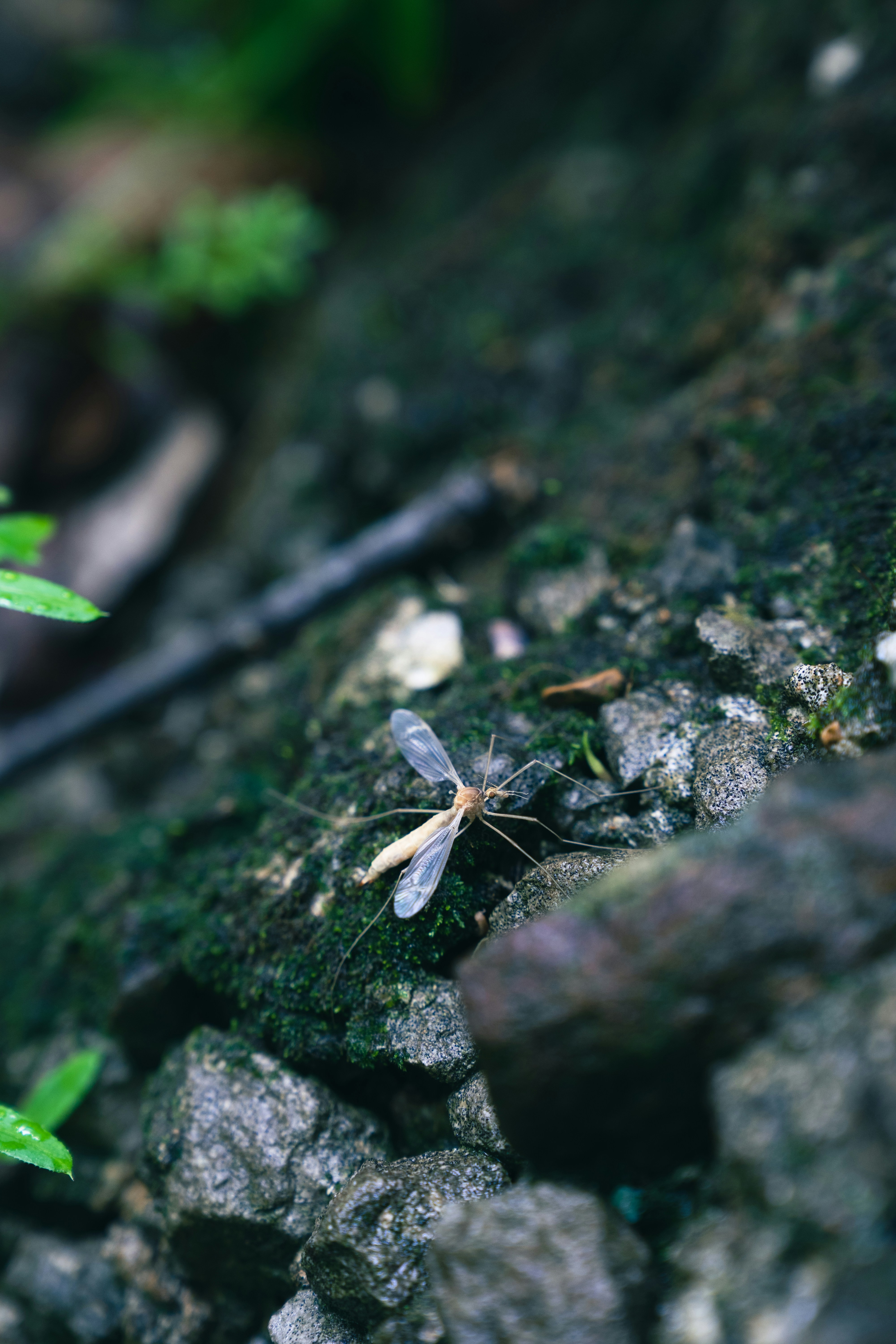 Soft Focus Mosquito on Moss-Covered Rock: A Close-Up of Delicate Wings and Natural Texture