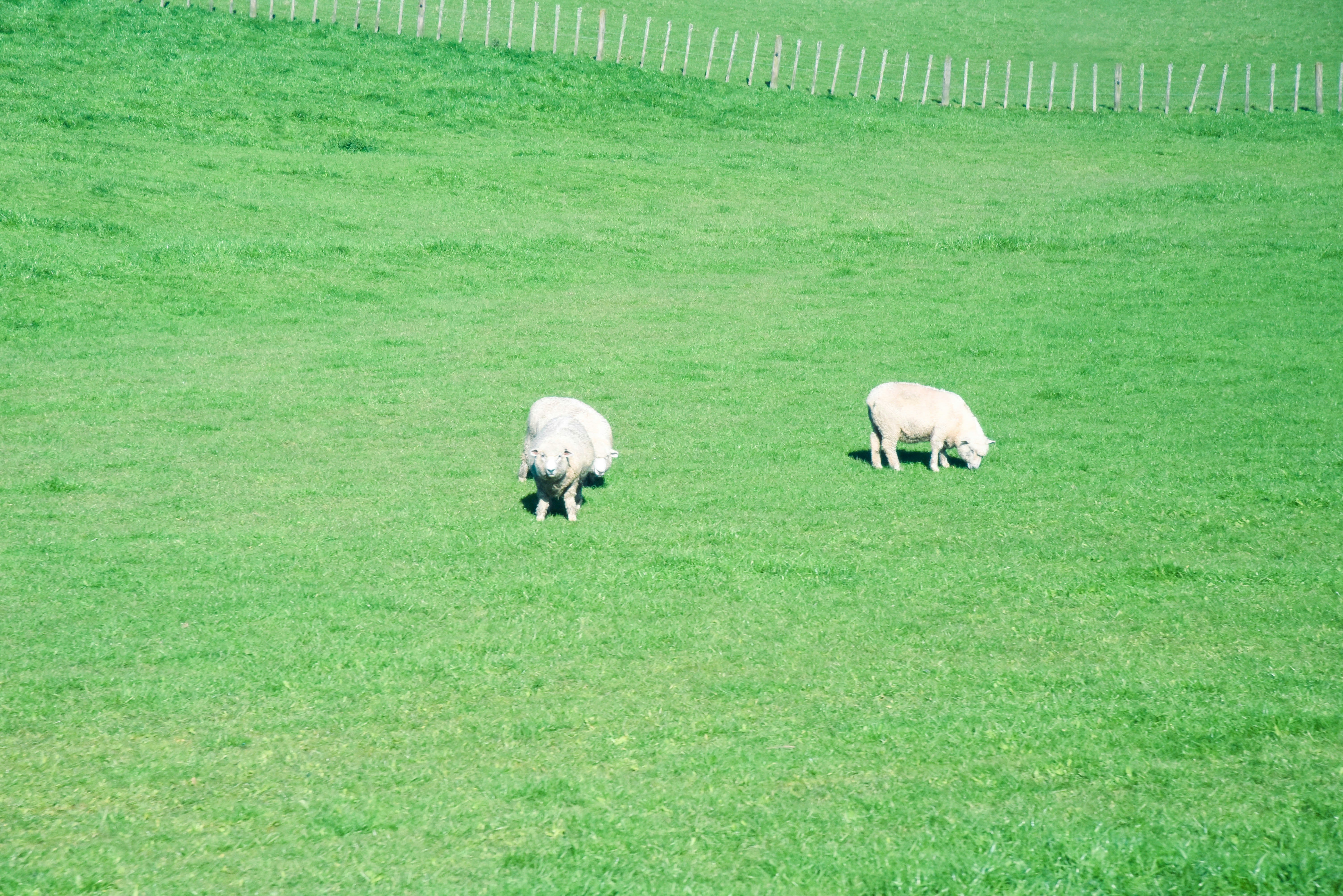 Two sheep grazing in a field of green grass photo – Free Green Image on ...