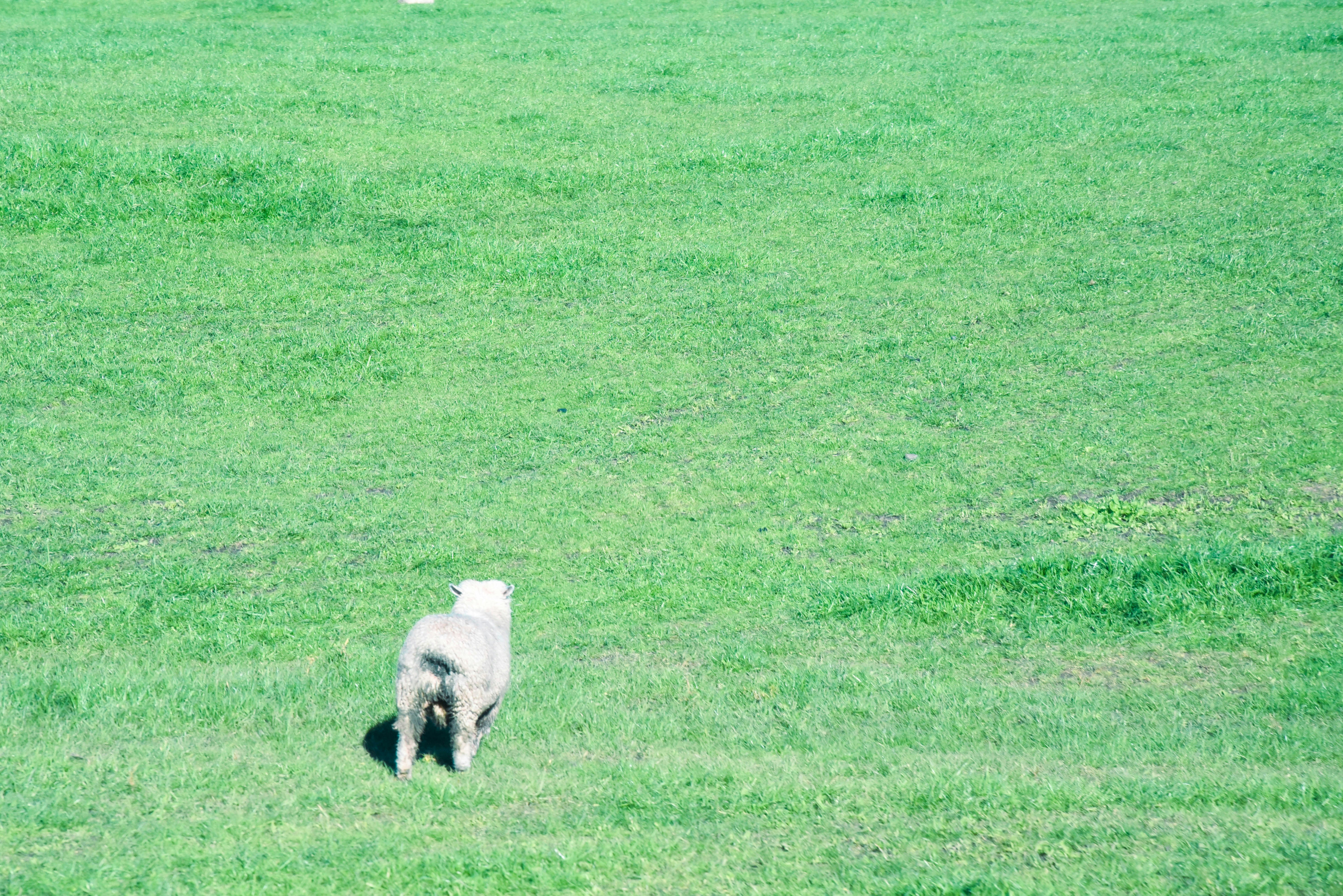 Solitary Sheep in a Sunlit Meadow