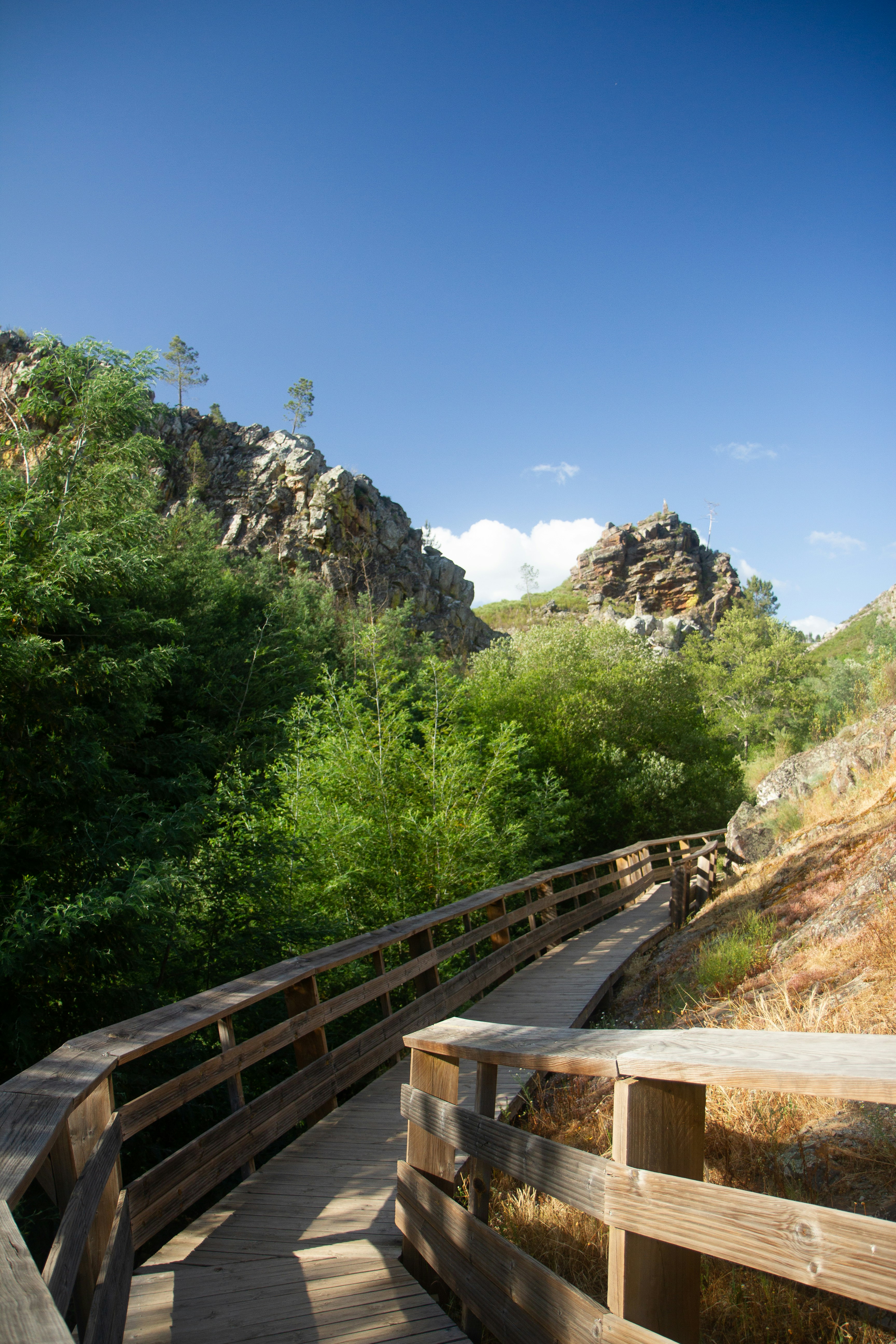 Winding Boardwalk Through a Green Canyon Under a Clear Blue Sky