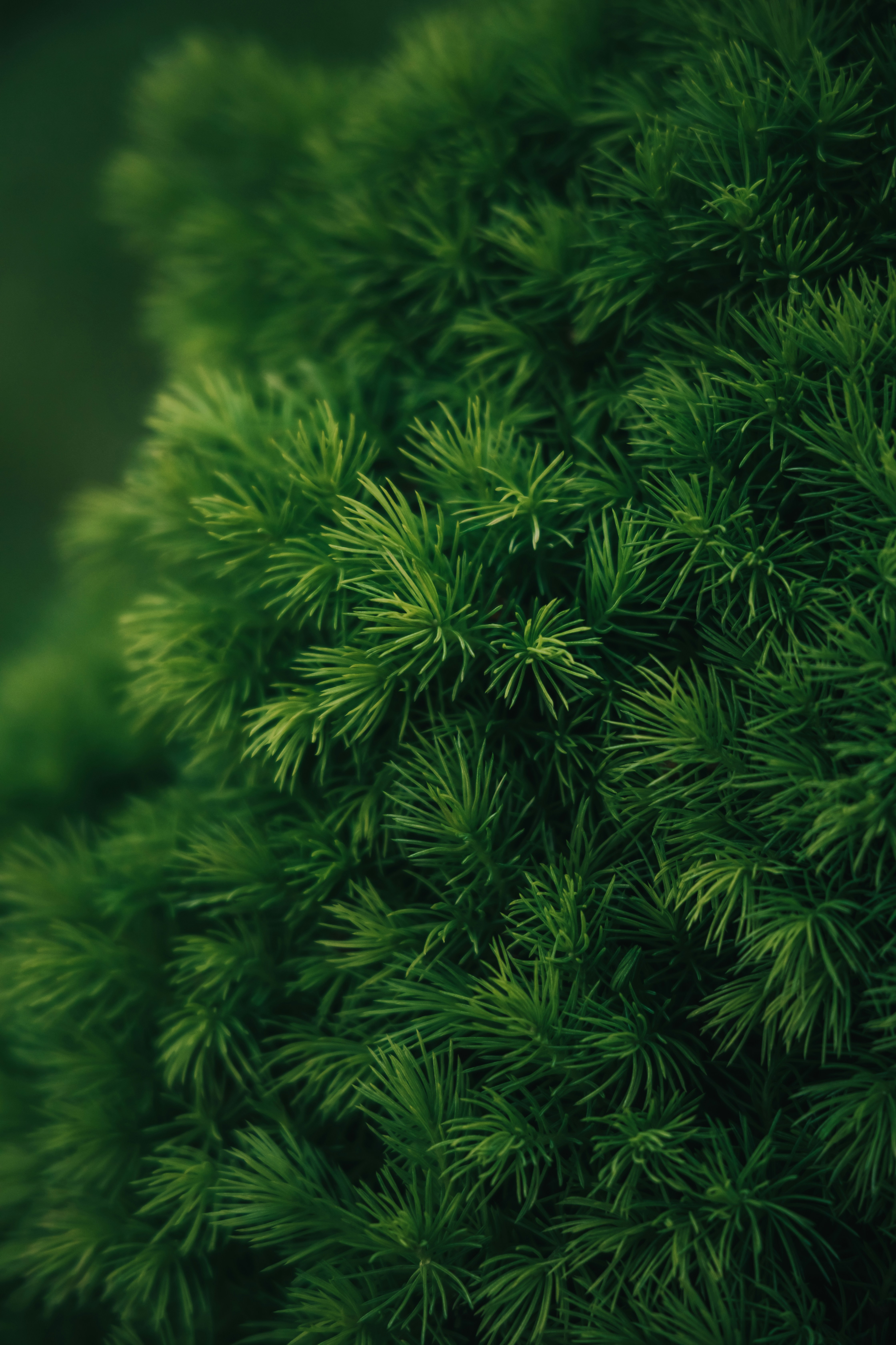 A close up view of a green tree photo – Free Green Image on Unsplash