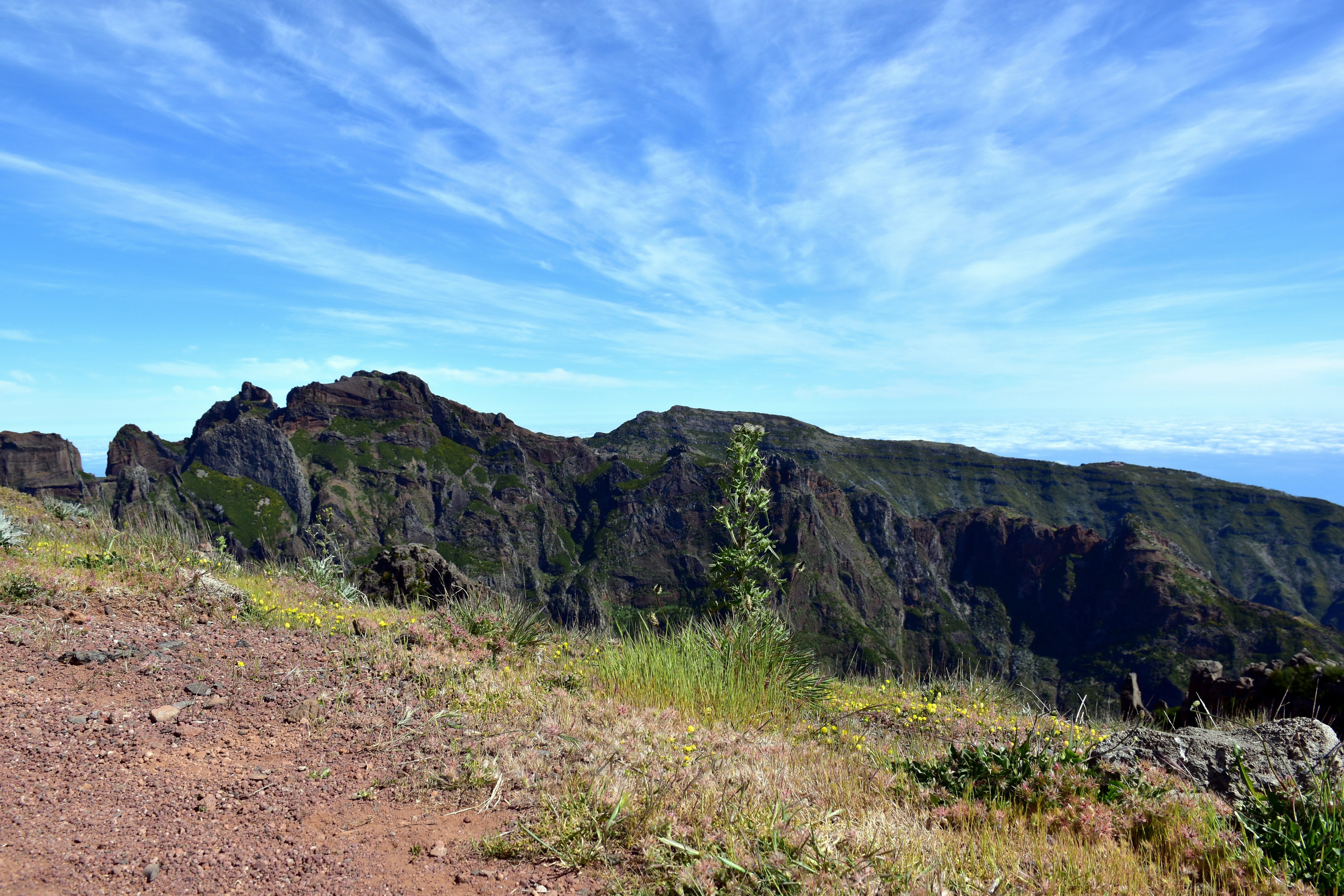 Thistle standing alone on a rocky mountain slope under a vibrant blue sky.