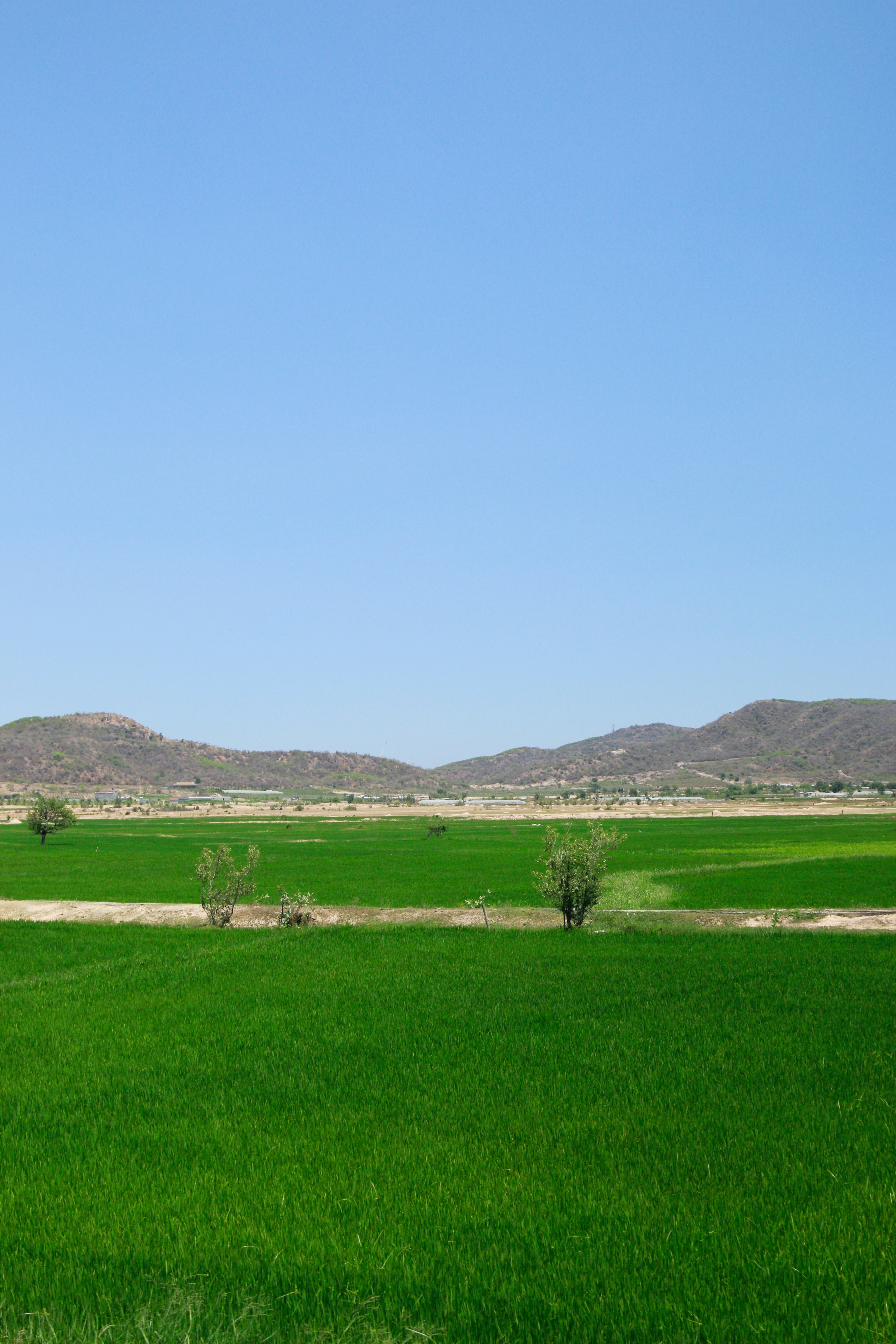 Verdant Fields, Quiet Horizon: A Prairie Under a Crystal Sky