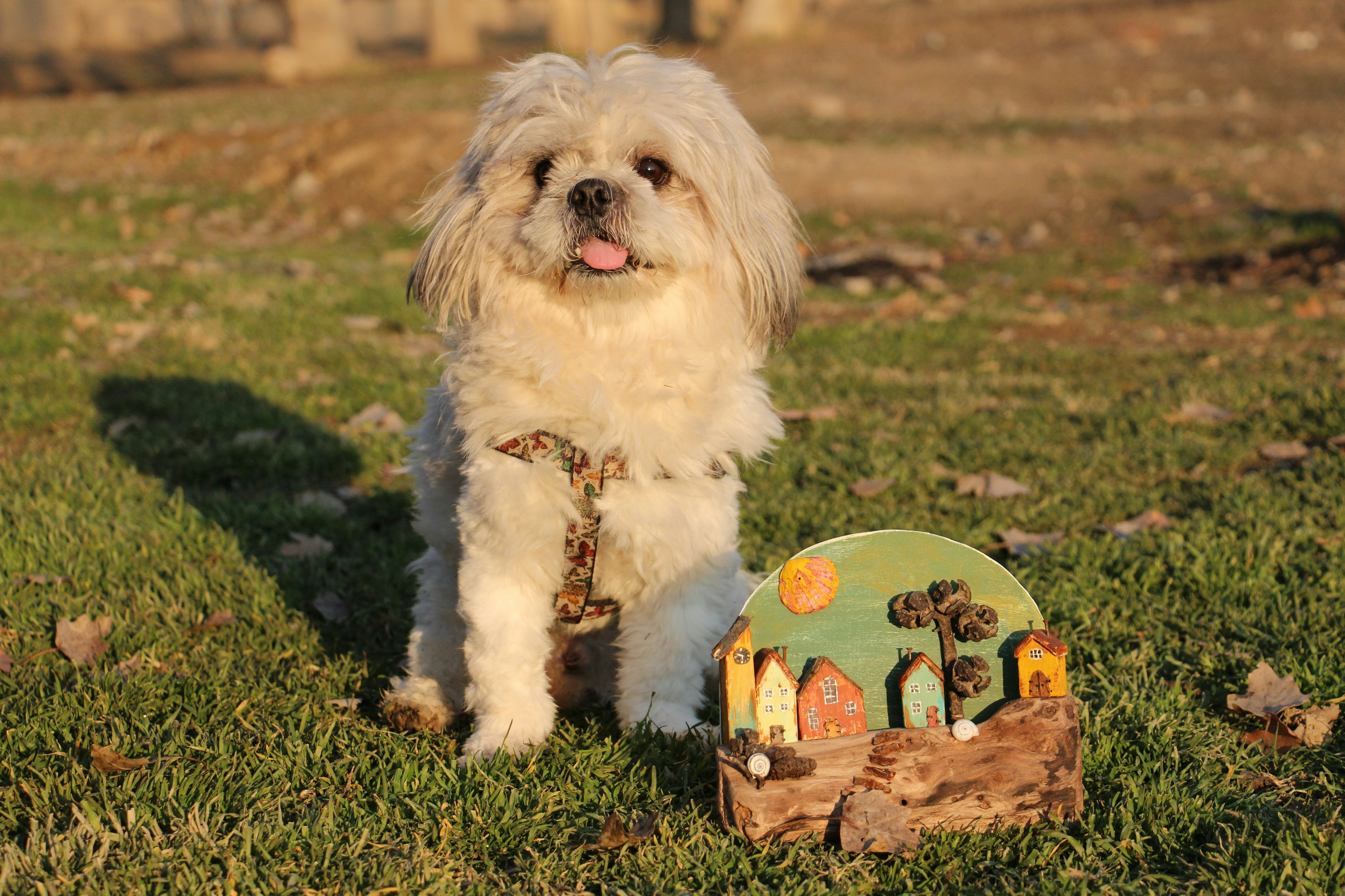 Loving Pup with Handcrafted Scene in Warm Golden Hour Sun